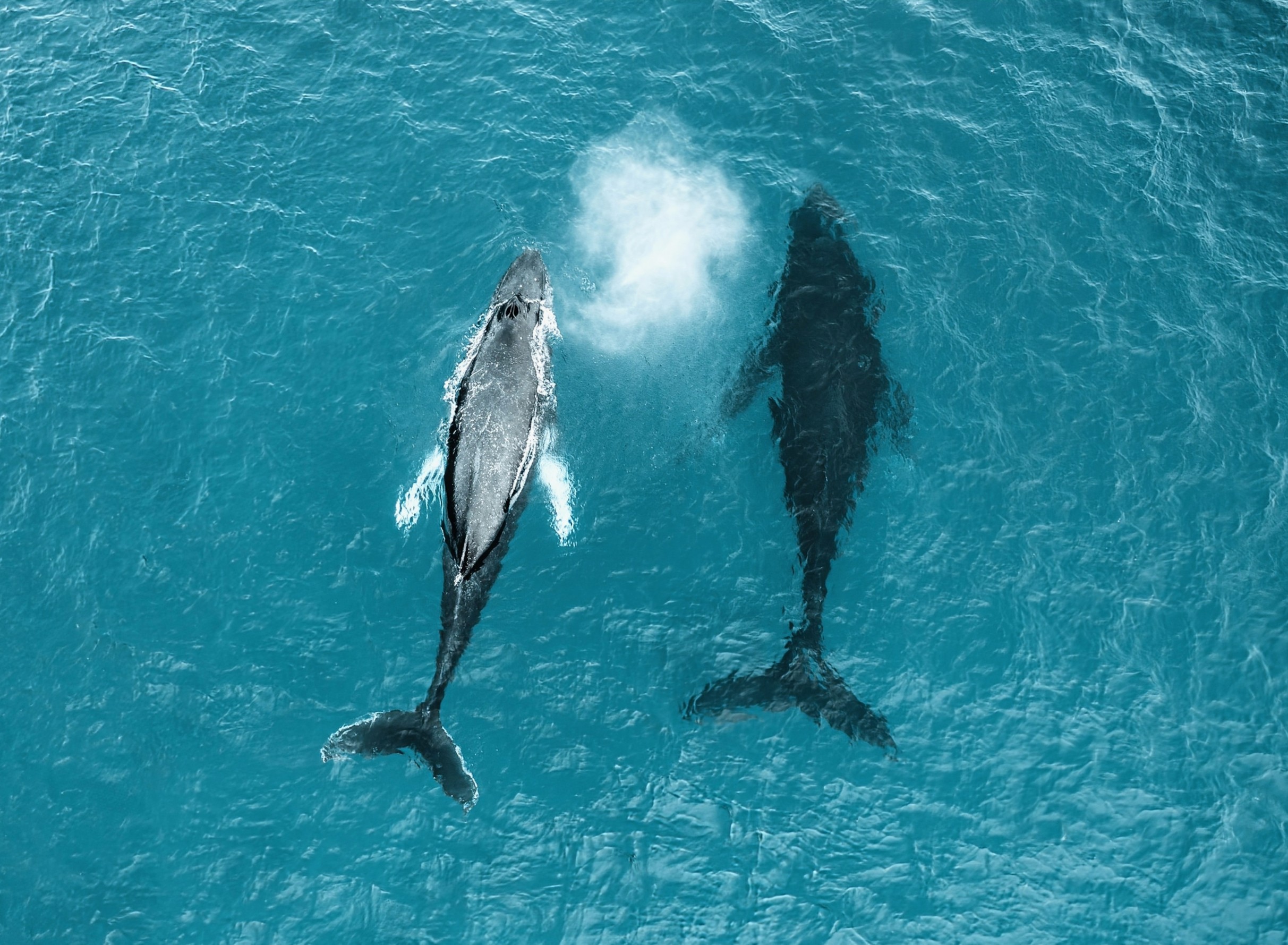 Whales have developed an impressive strategy to evade predators - Earth.com