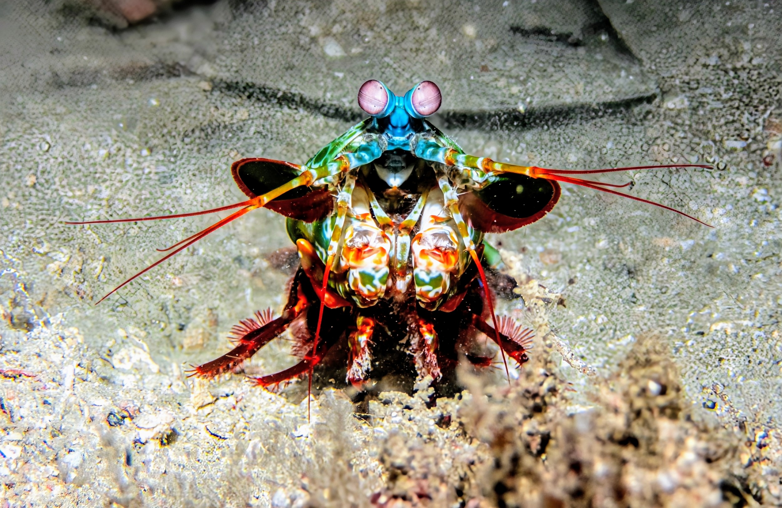 How mantis shrimp survive their own lethal punches - Earth.com