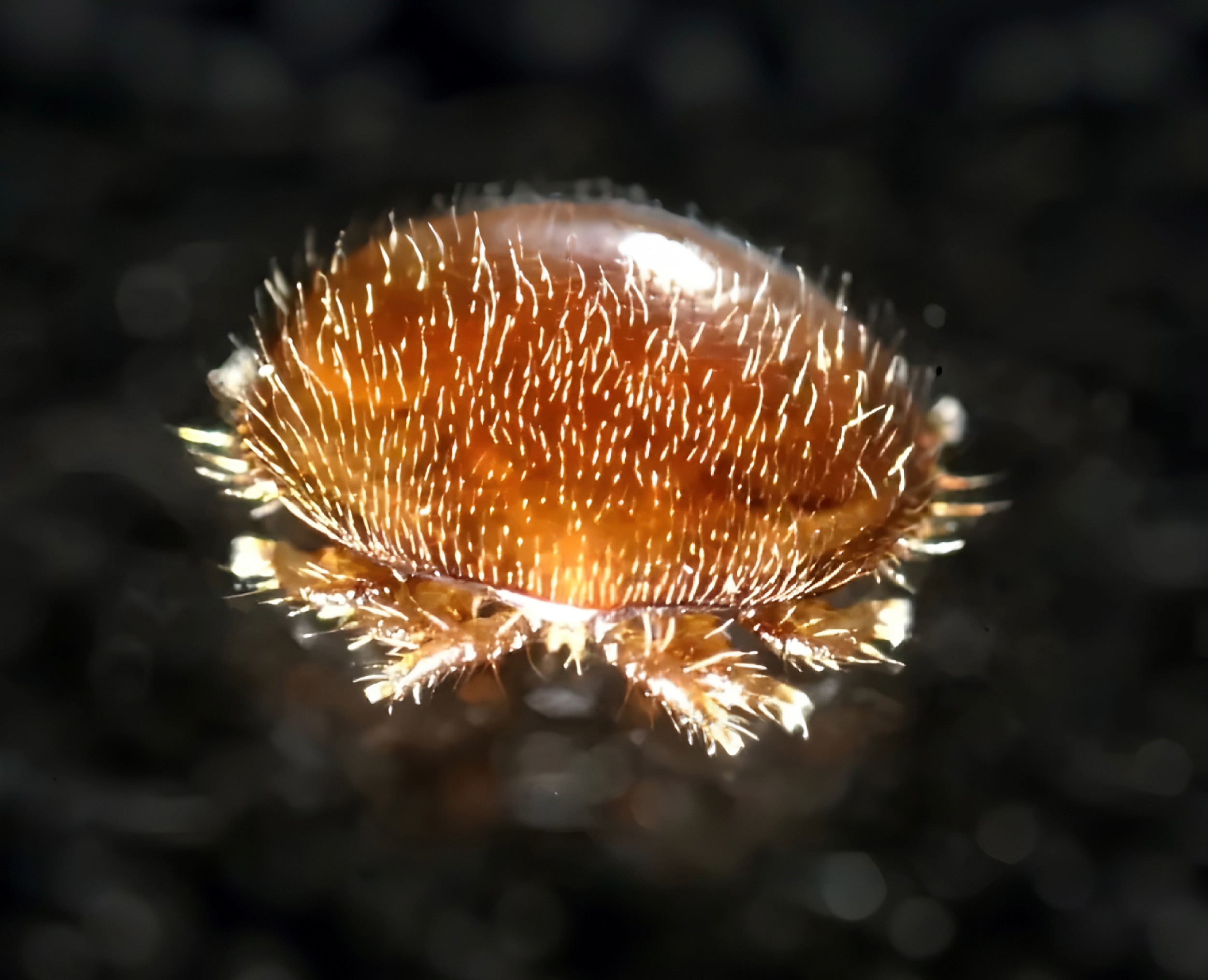 Timing of varroa treatment can save honey bee colonies - Earth.com