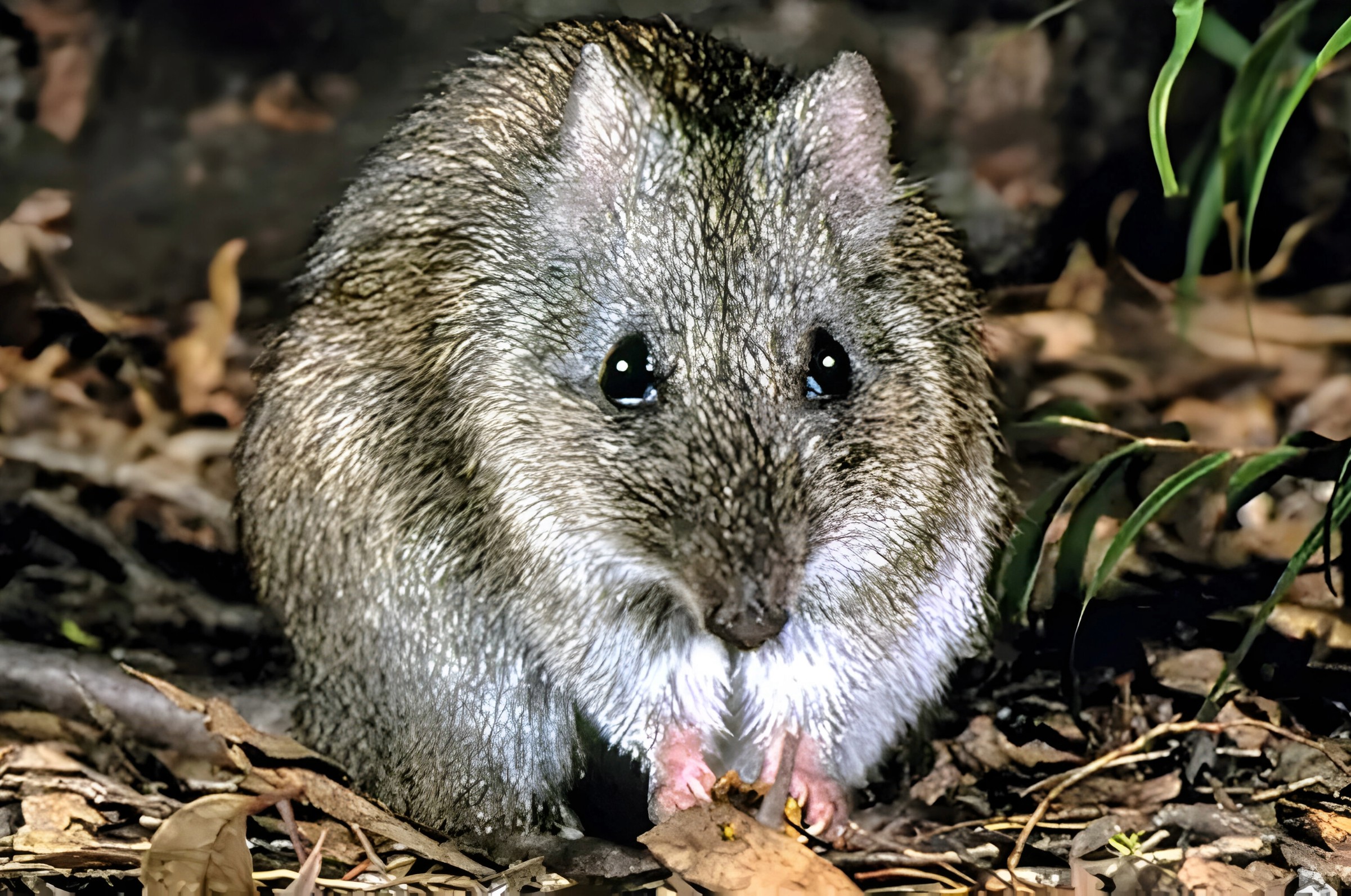 Gilbert’s potoroo is fighting for survival - again - Earth.com
