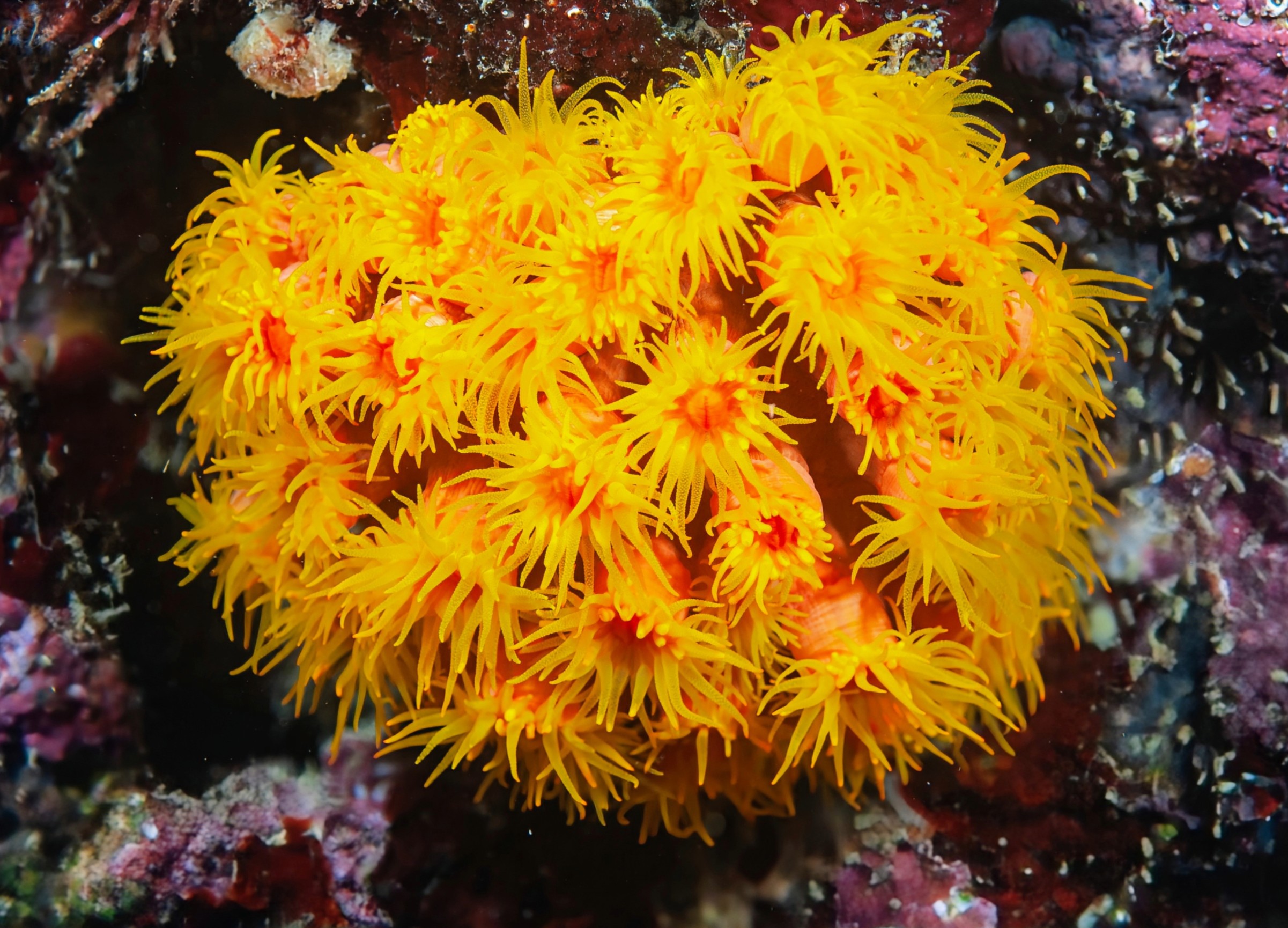 Scientists discover how microplastics accumulate in coral reefs - Earth.com