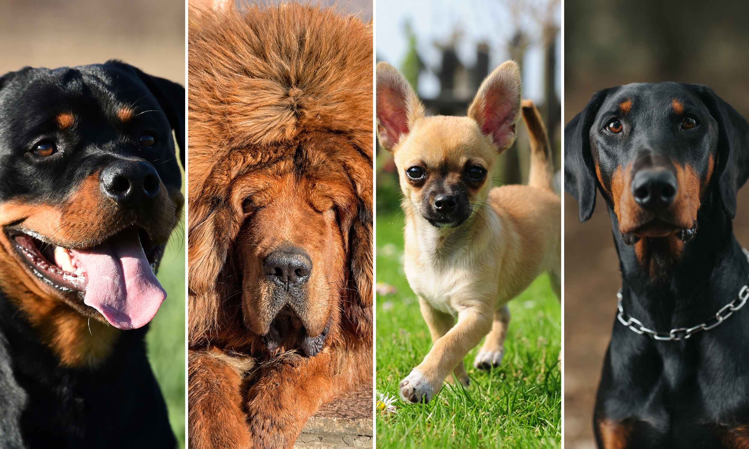 The 10 best breeds of guard dog - Earth.com