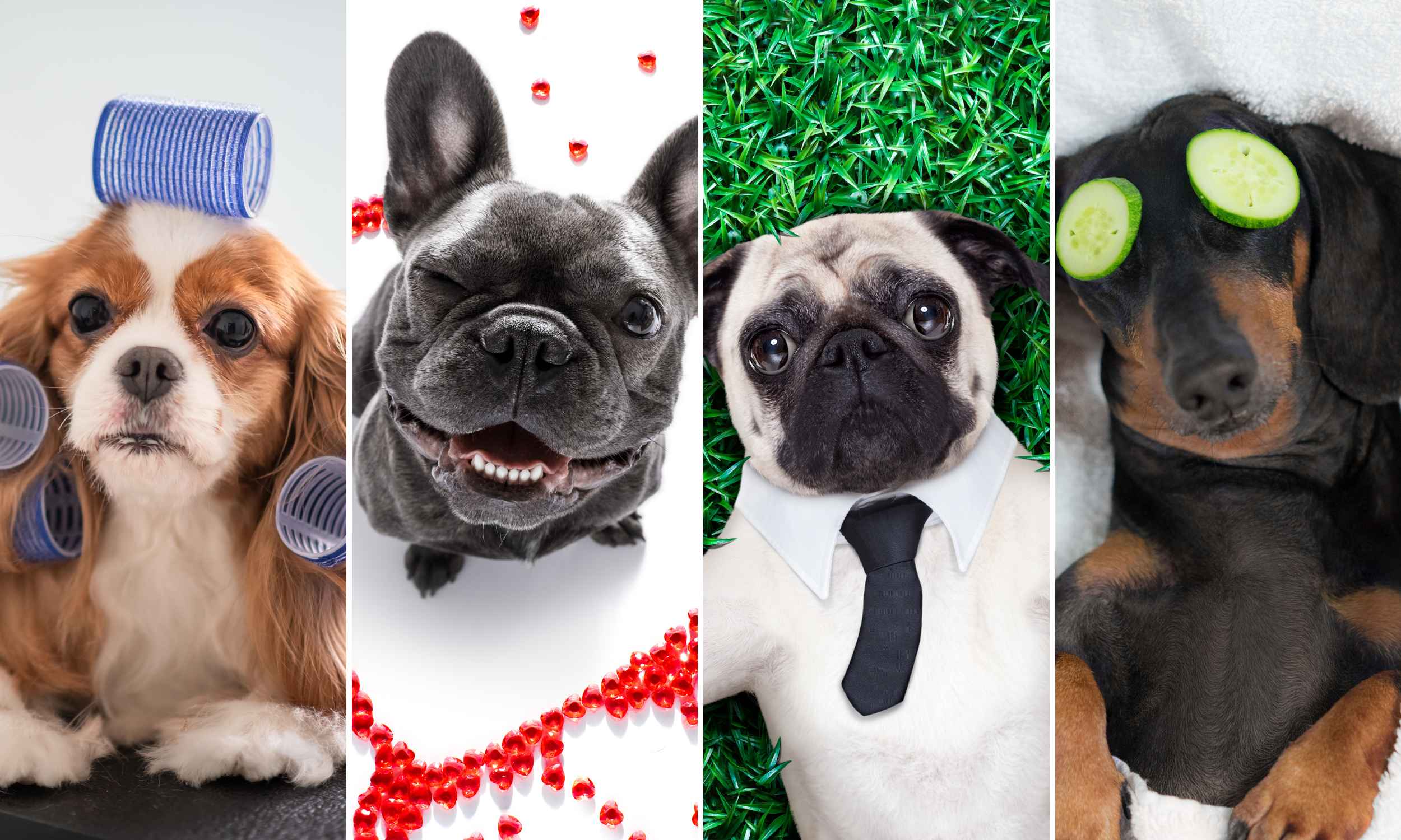 Most affectionate dog breeds that adore cuddles and hugs - Earth.com