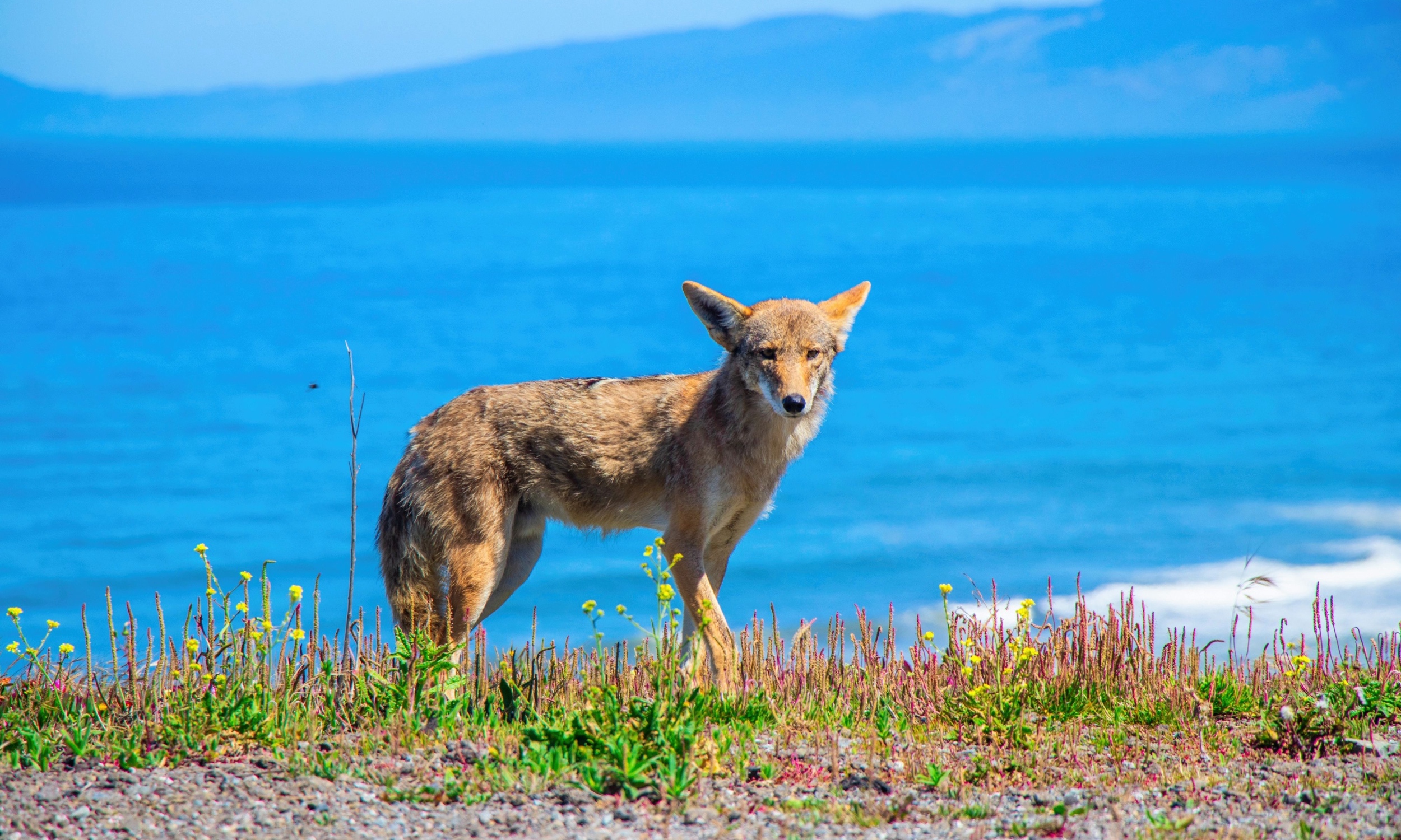 Photos see coyotes hunting and eating baby seals for the first time ...