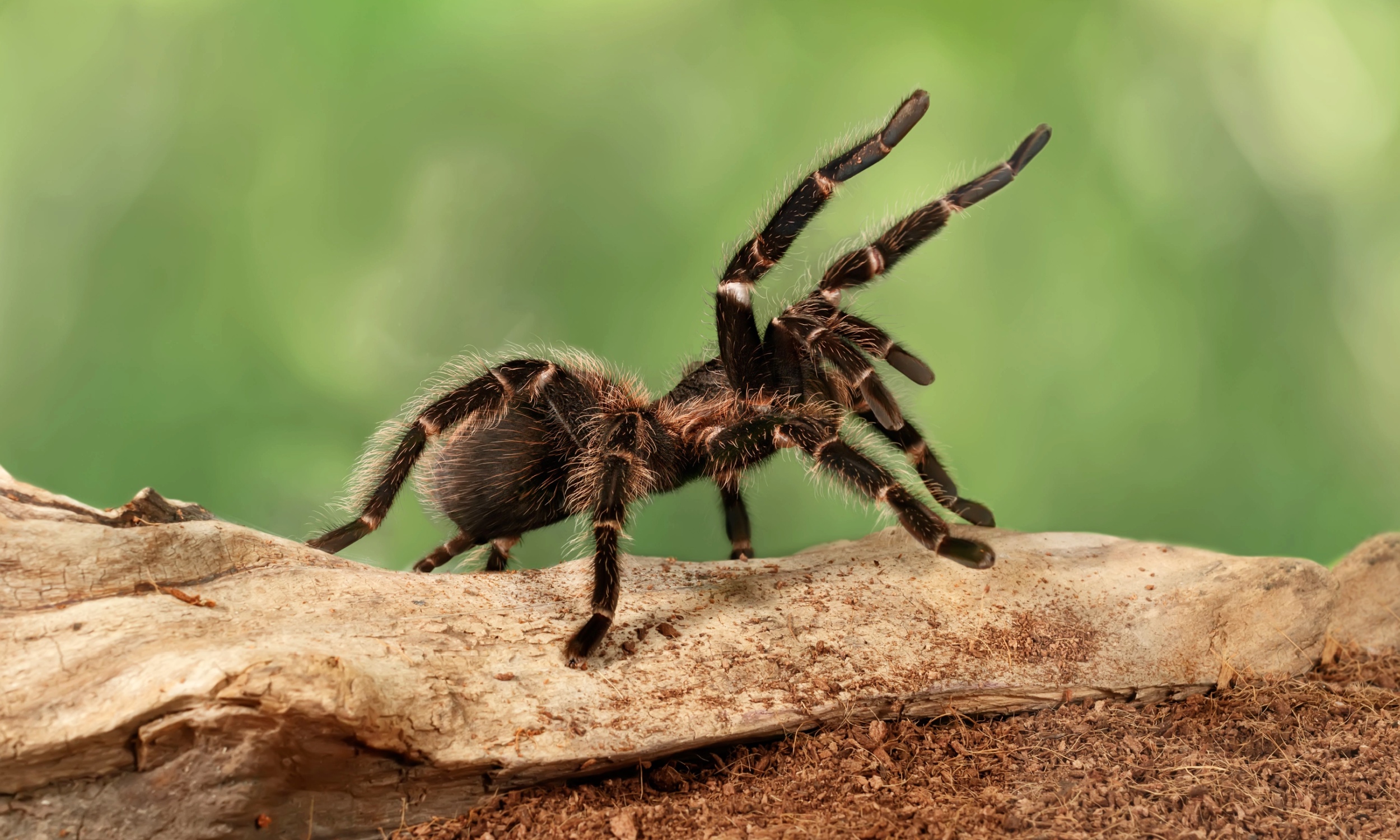 Rethinking arachnid evolution: The surprising history of spiders ...