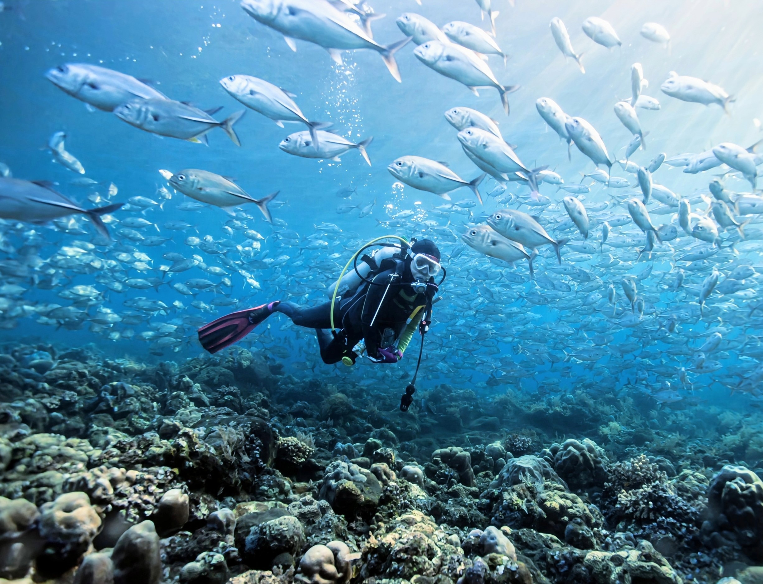 Wild fish and human divers: An unexpected bond - Earth.com