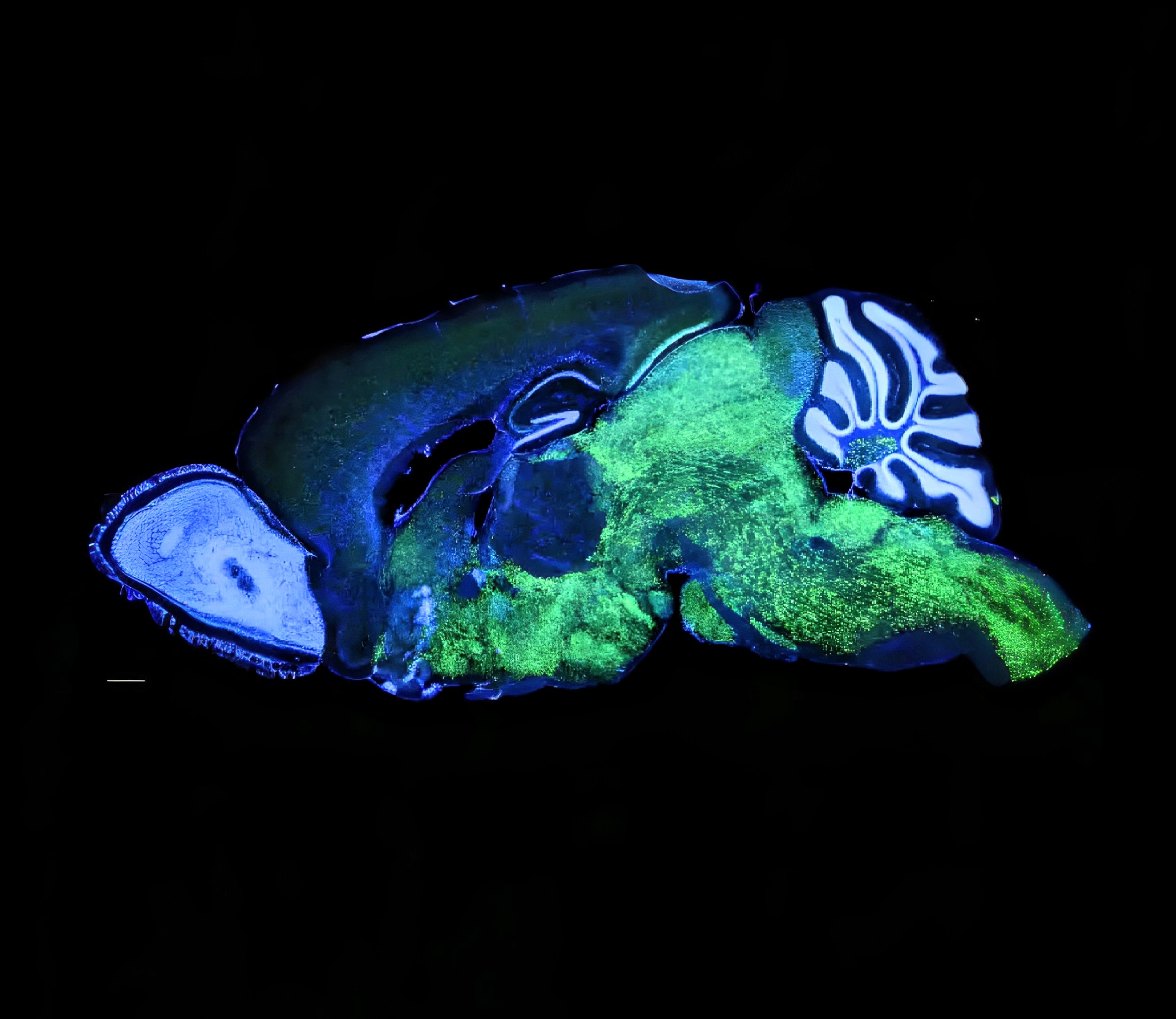 Complex speech: How did humans start talking? - Earth.com