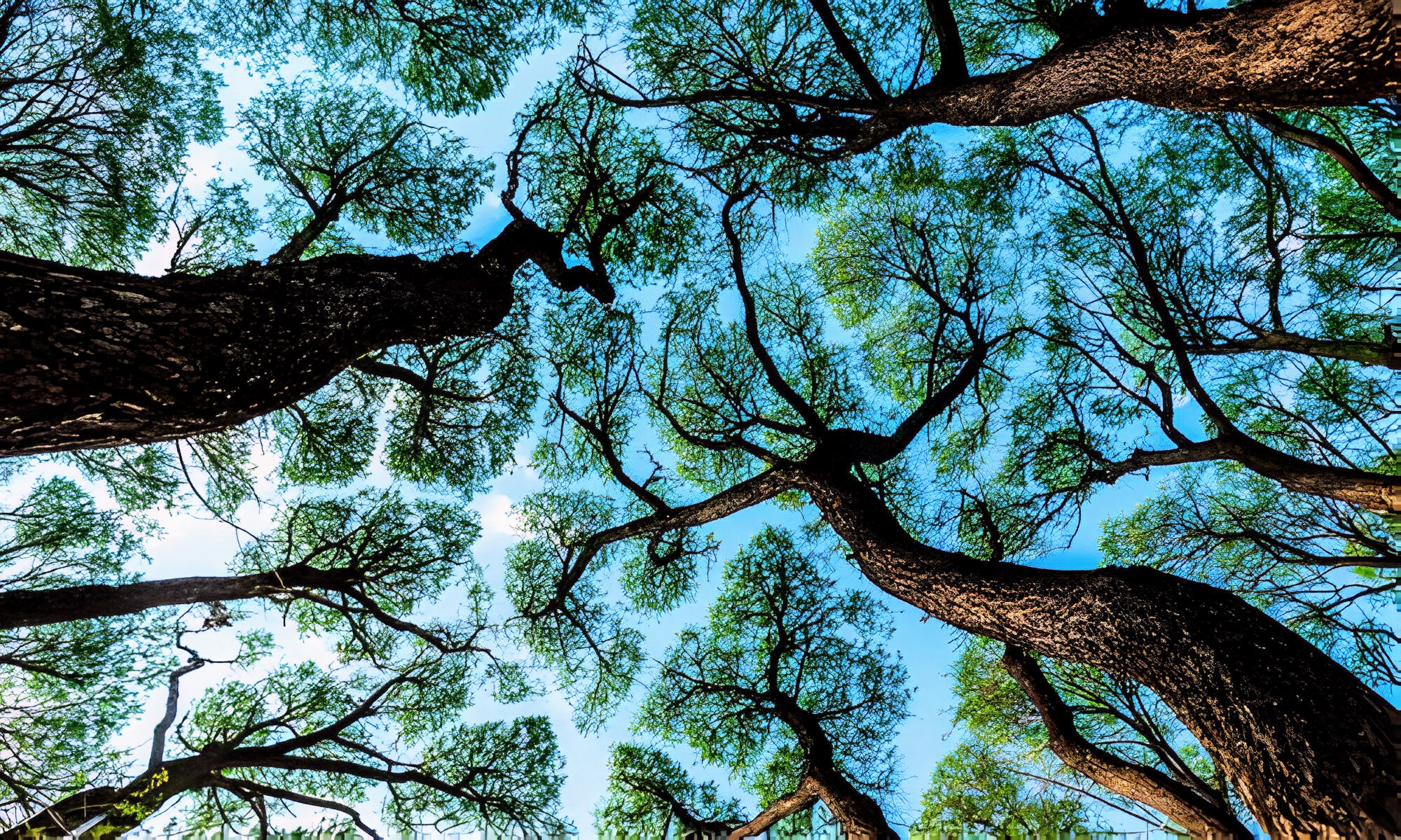 Why some trees never touch each other in the canopy - Earth.com