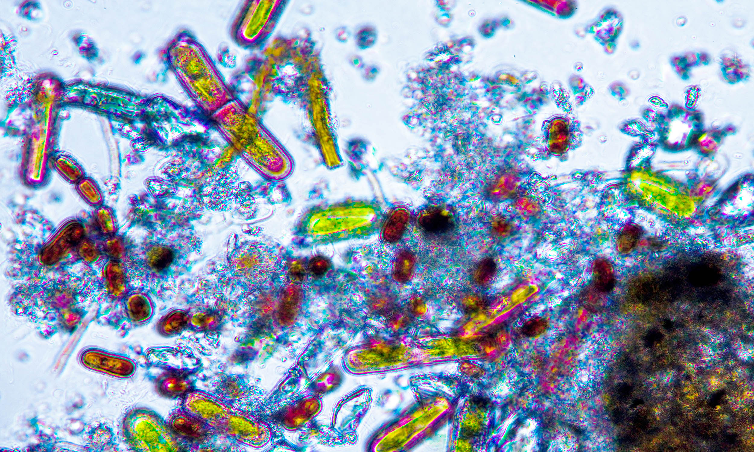 Ice algae plays an unexpected role in glacier melting - Earth.com