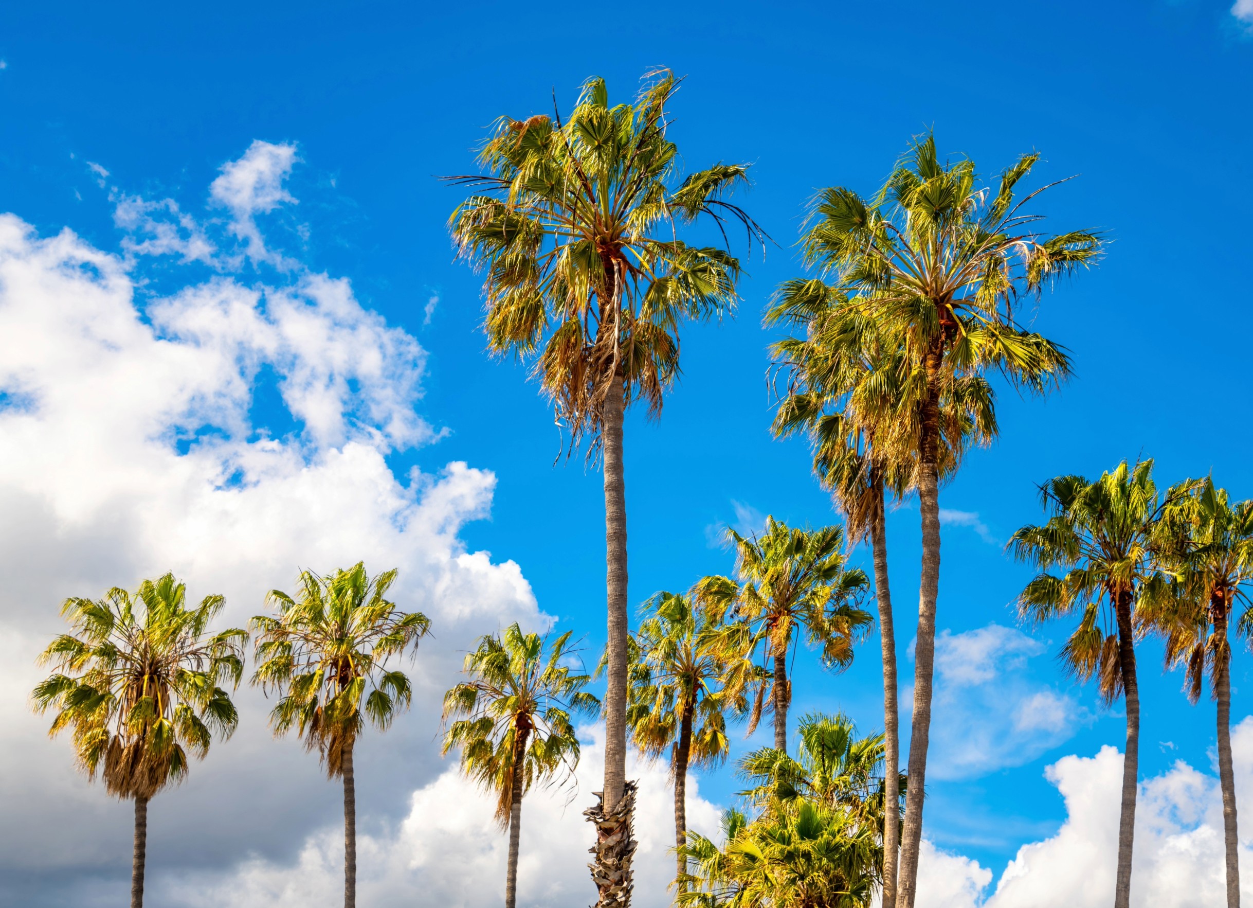 City trees absorb much more carbon than expected - Earth.com