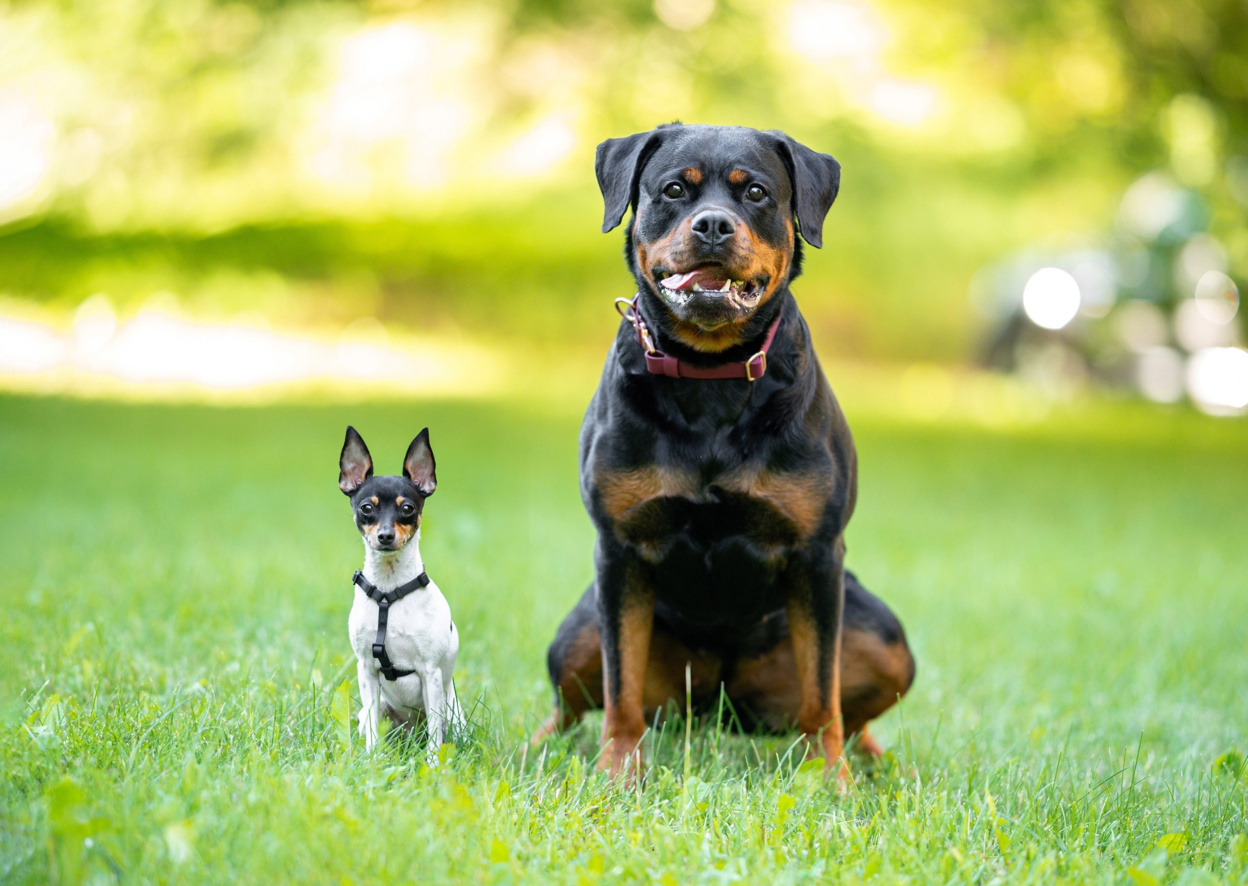 Animal size and cancer risk: Surprising new details have emerged ...