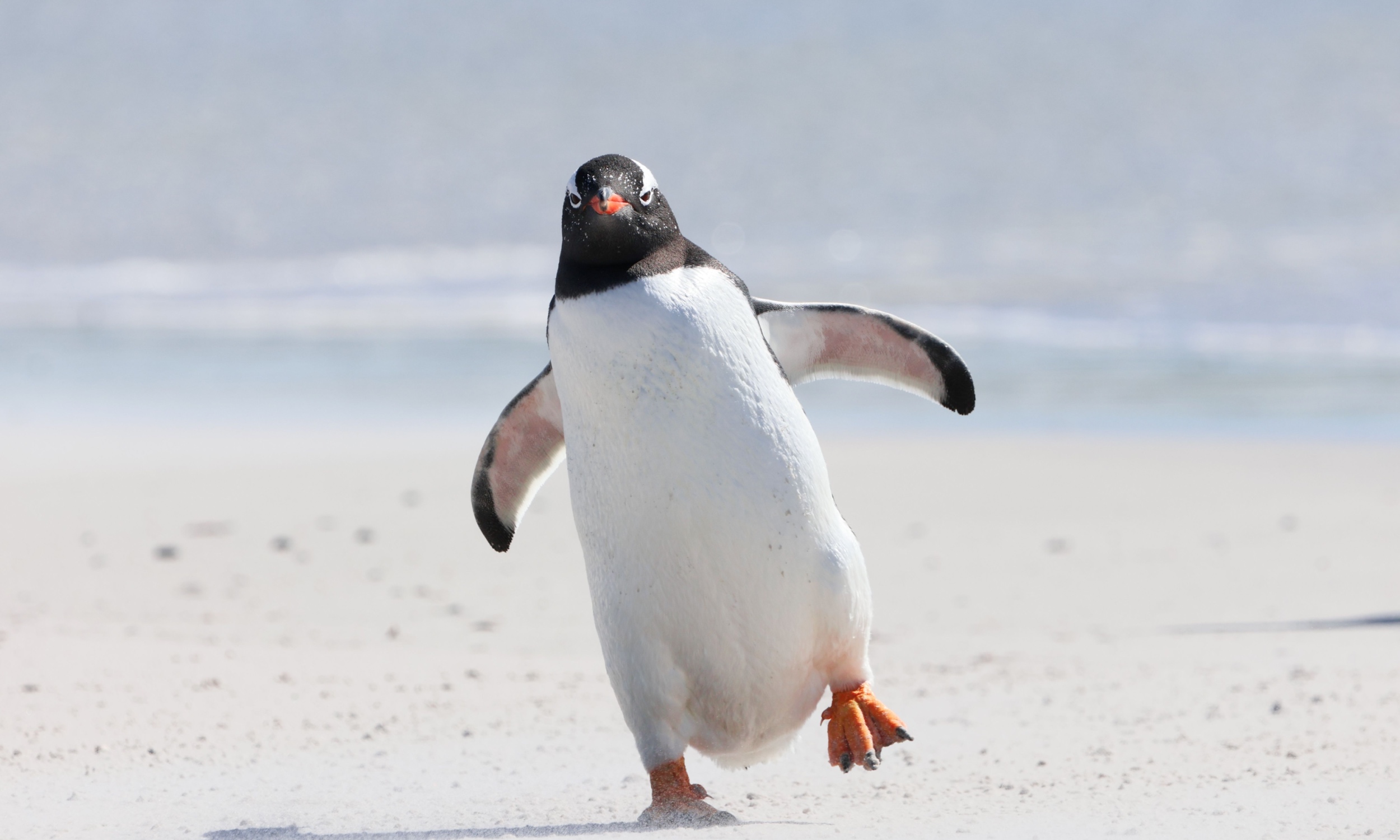 Why some birds lose the ability to fly - Earth.com