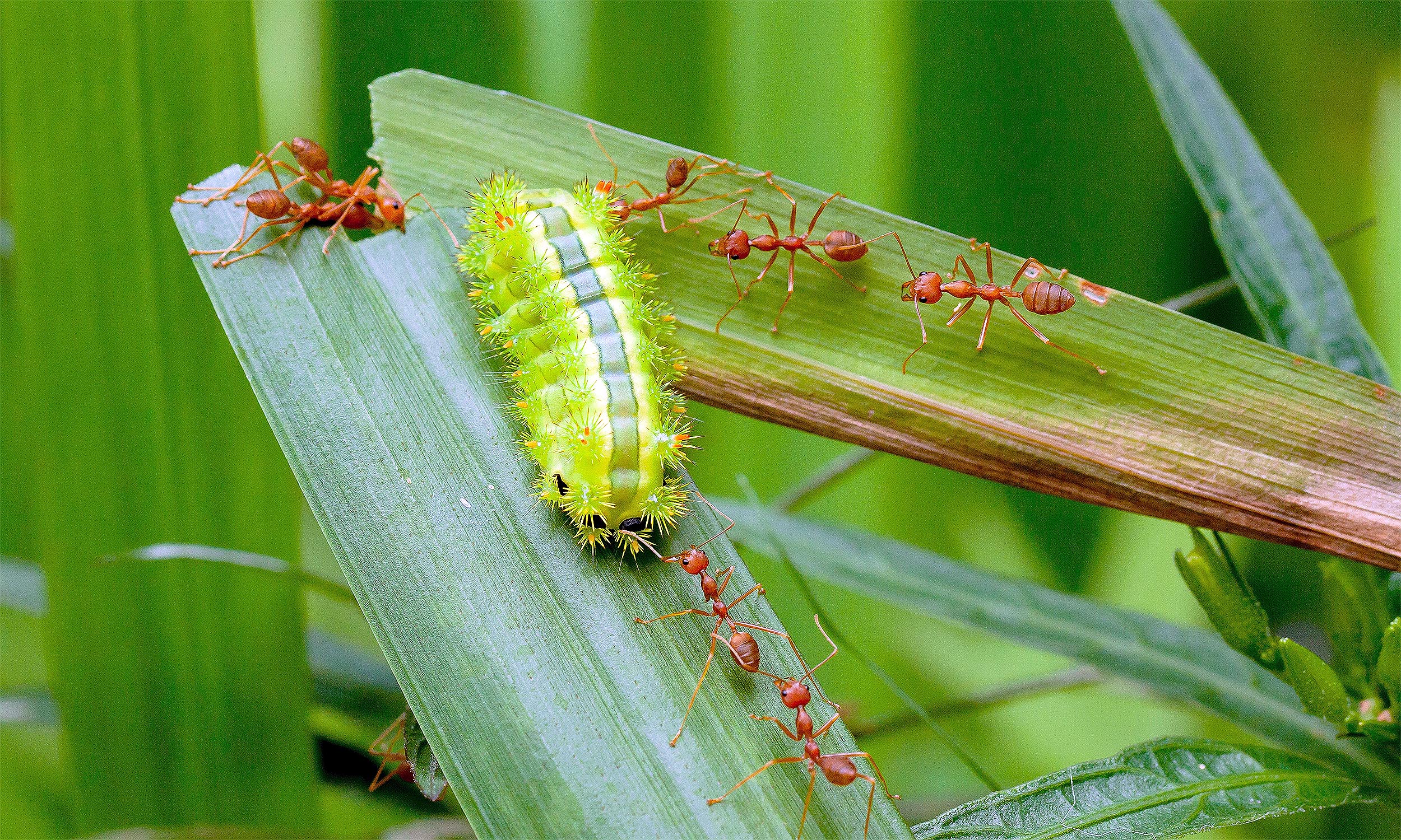 Ants and caterpillars have a great working relationship, until it isn't ...