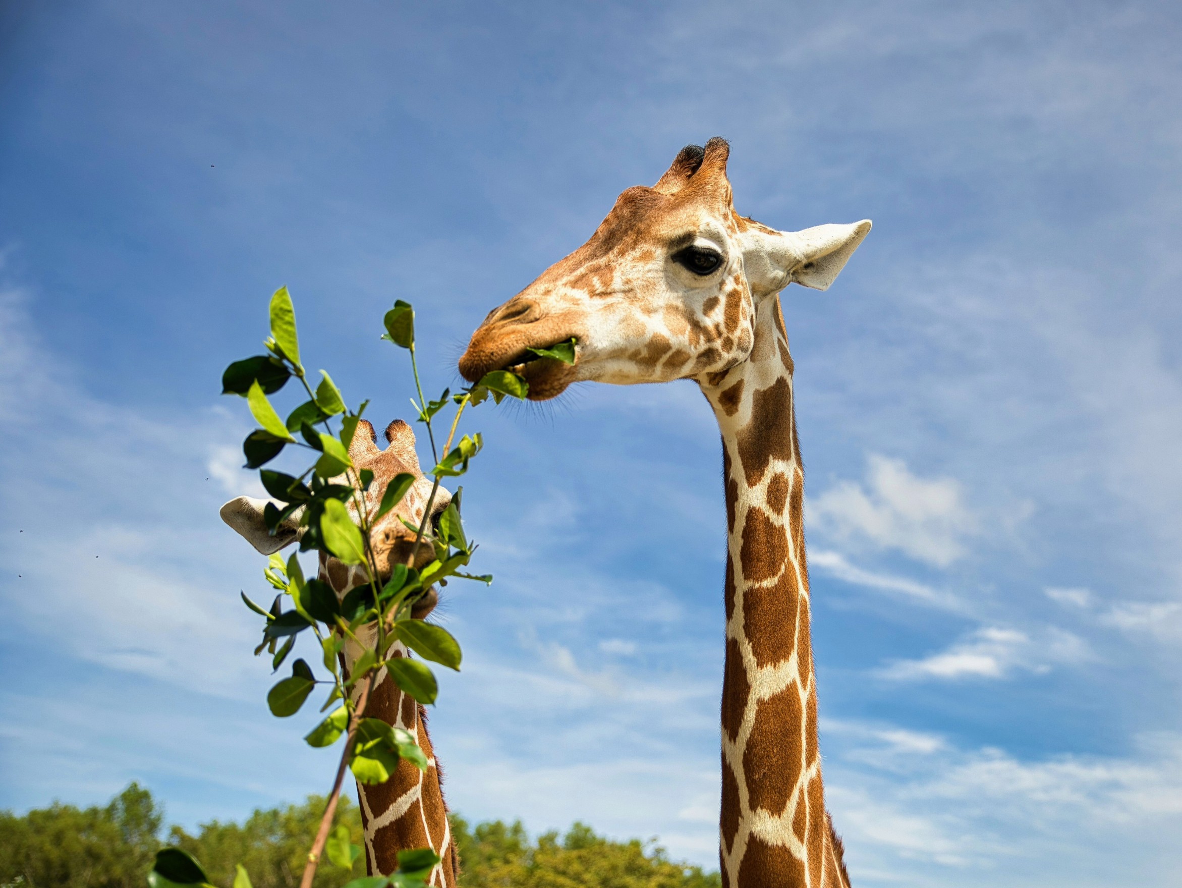 Giraffen Fressen Gras