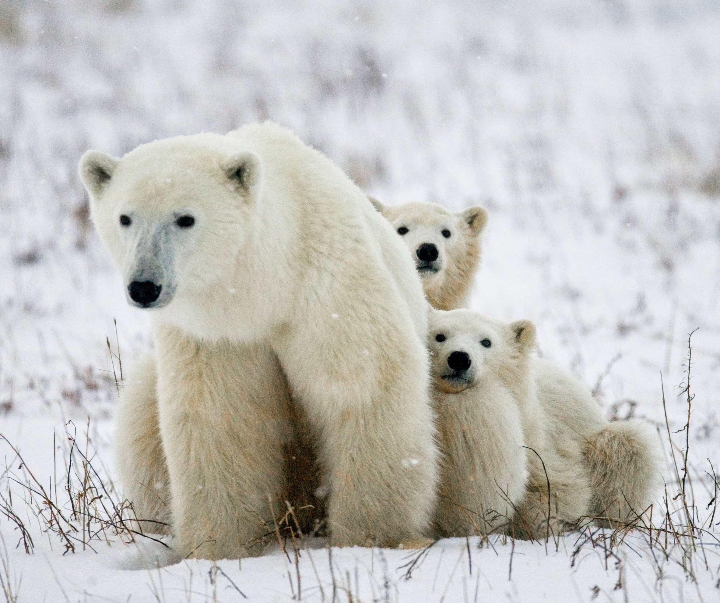 Polar bear cubs are emerging earlier from dens - Earth.com