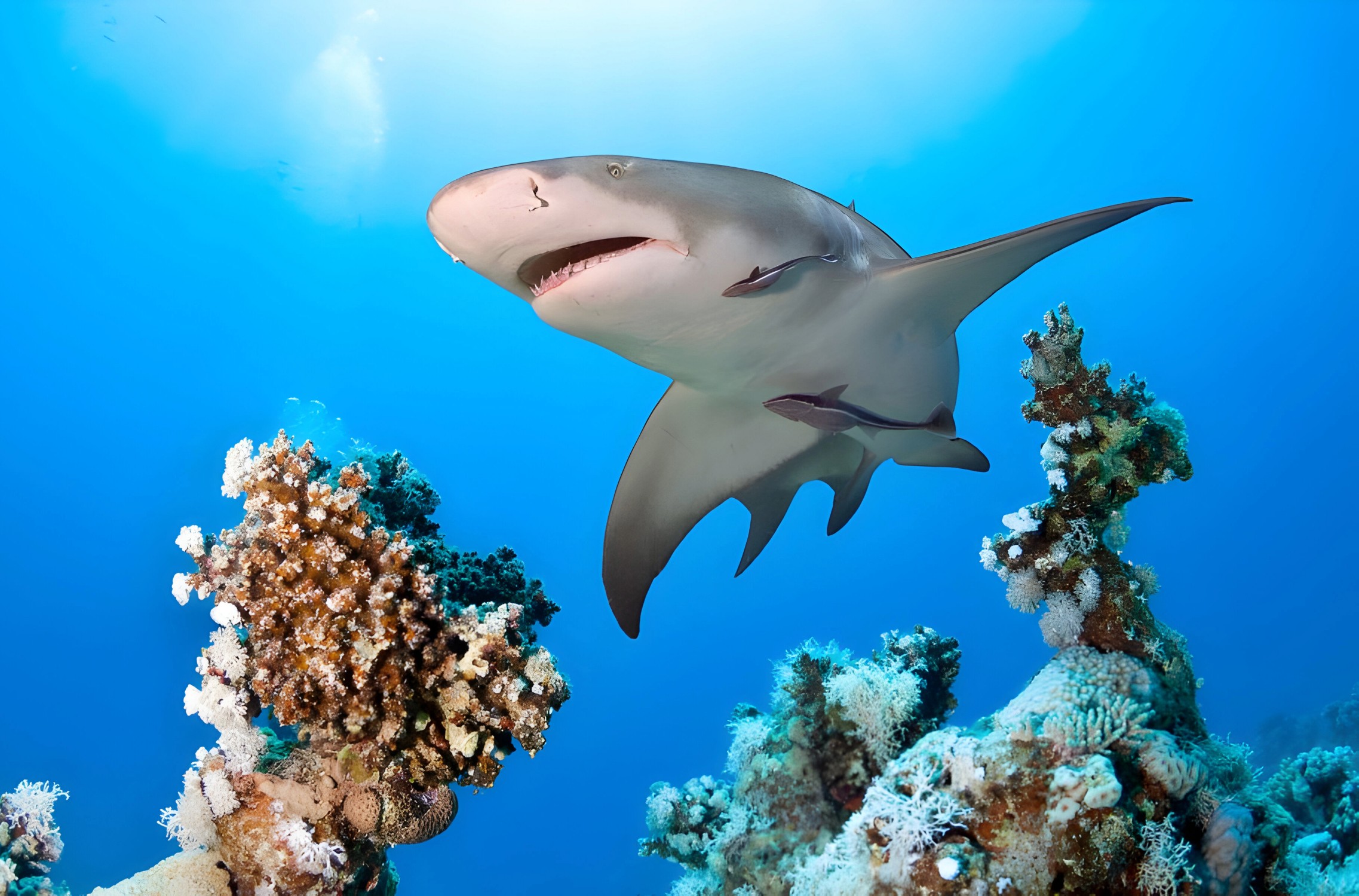 Shark fishing is making coral reefs collapse in an unexpected way ...