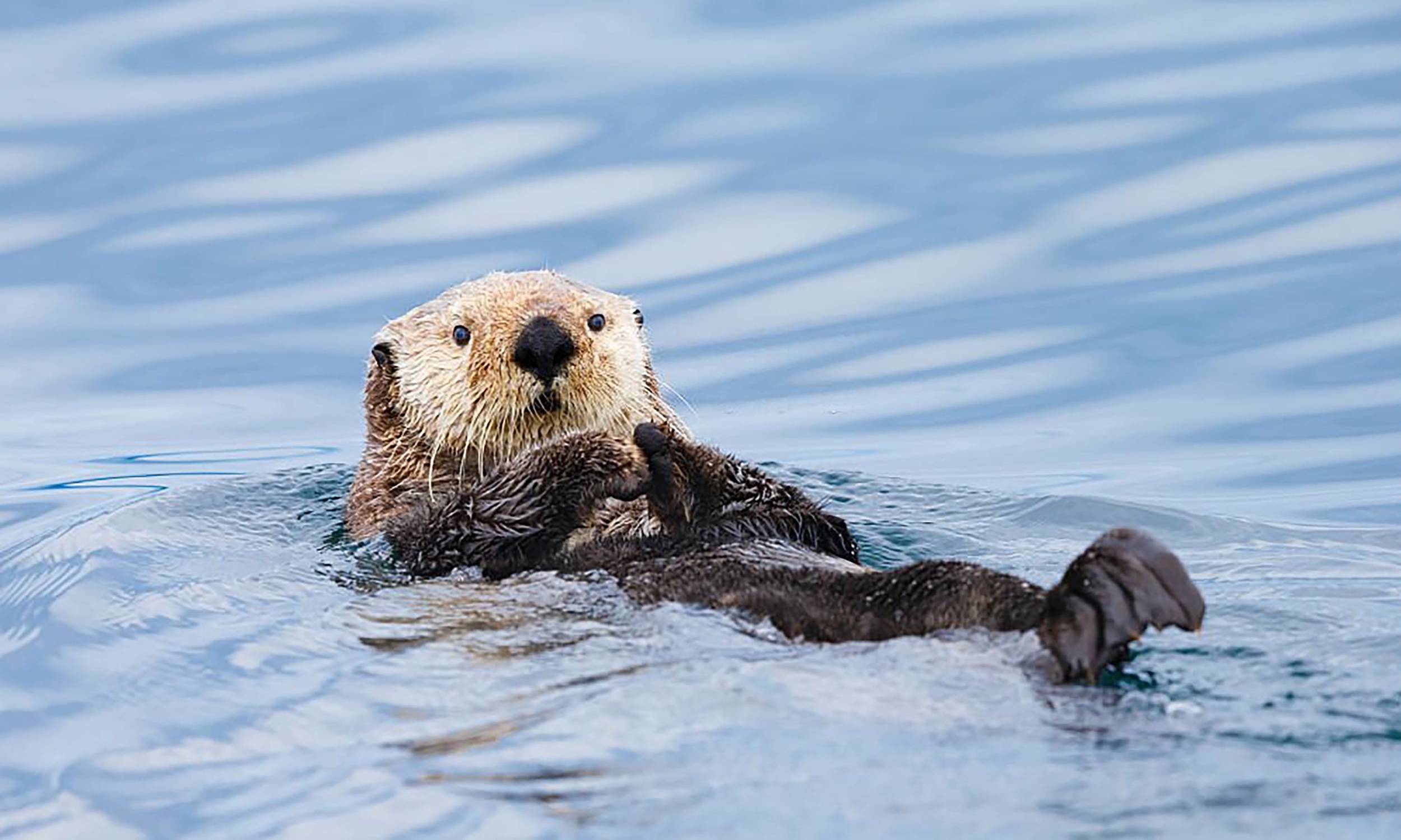 Sea otters help kelp forests recover, but there's more to the story ...