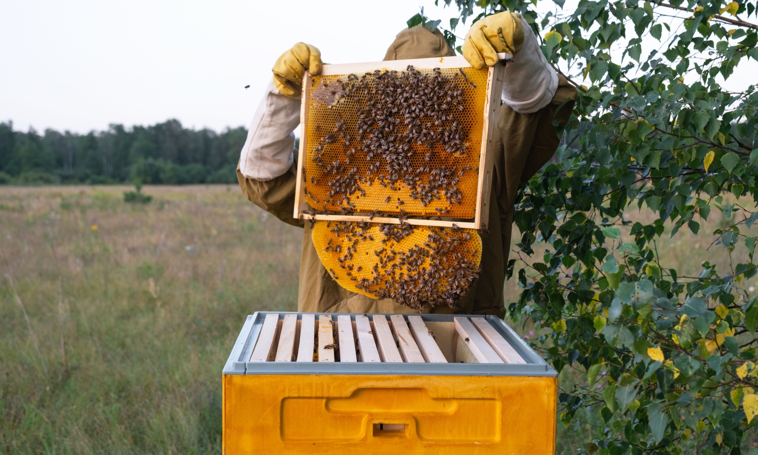 Smart sensors help beekeepers monitor hive health - Earth.com