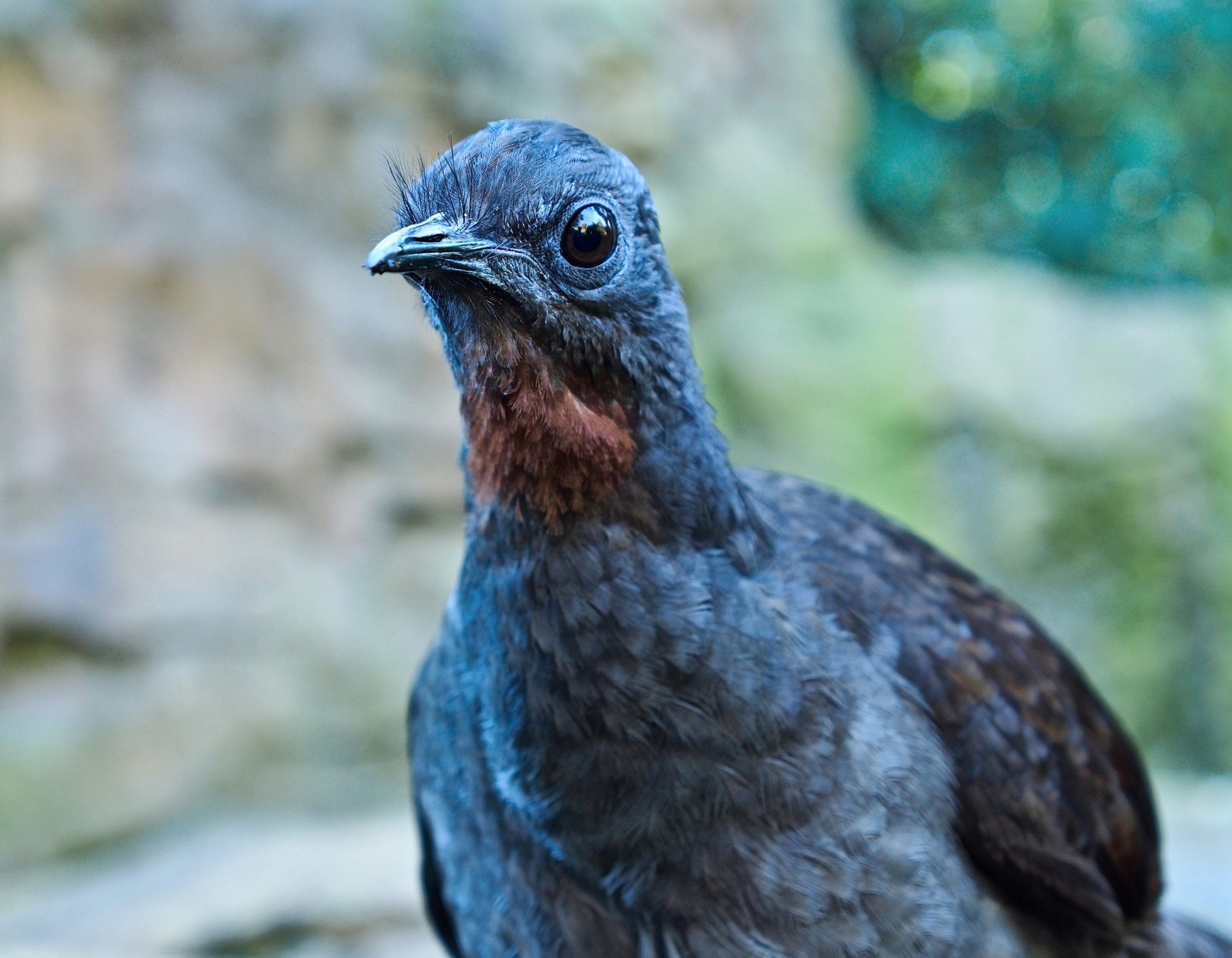 Lyrebirds farm their own food - and shape entire forests - Earth.com