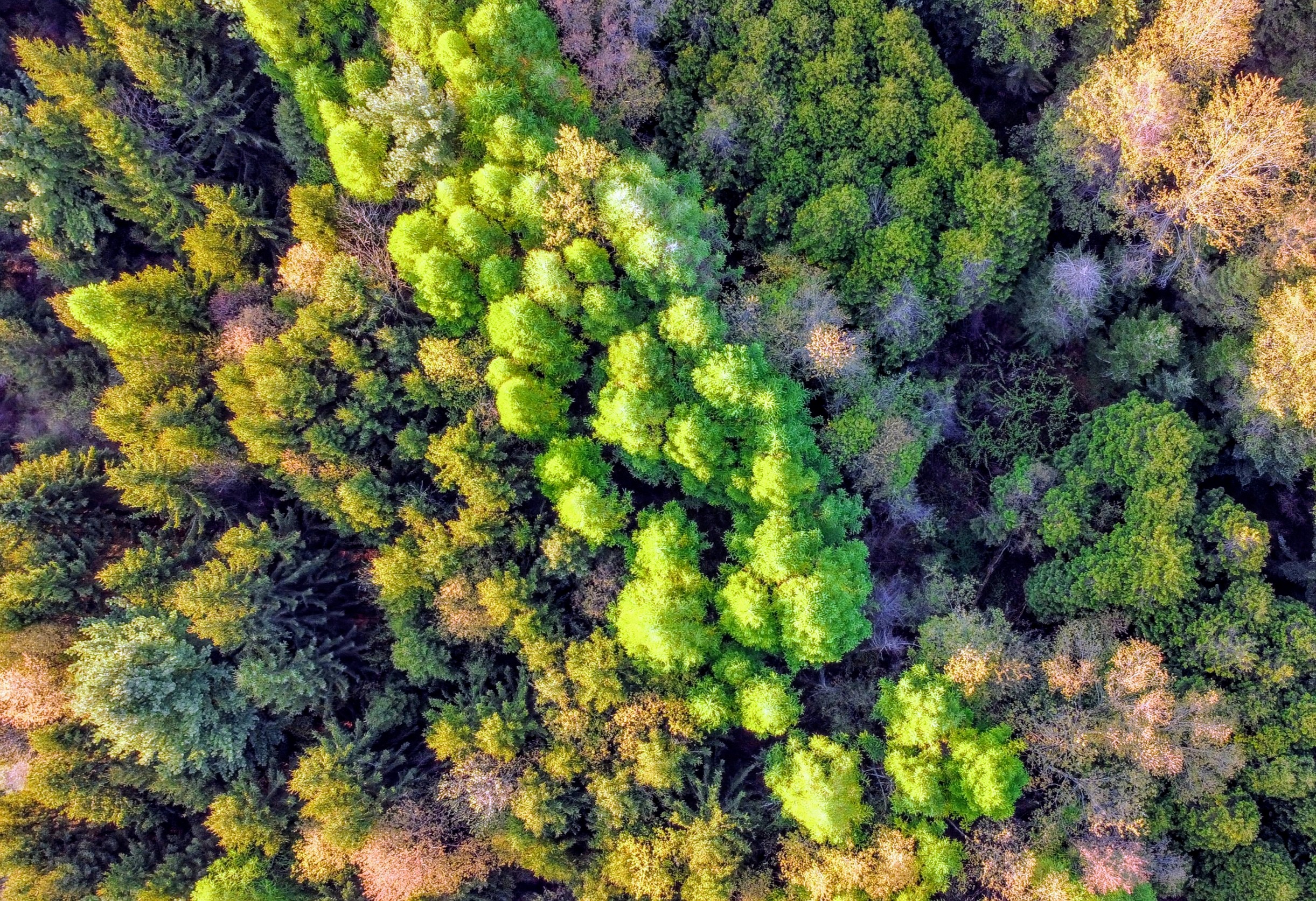 Nature's climate solutions: Mixed forests store more carbon - Earth.com