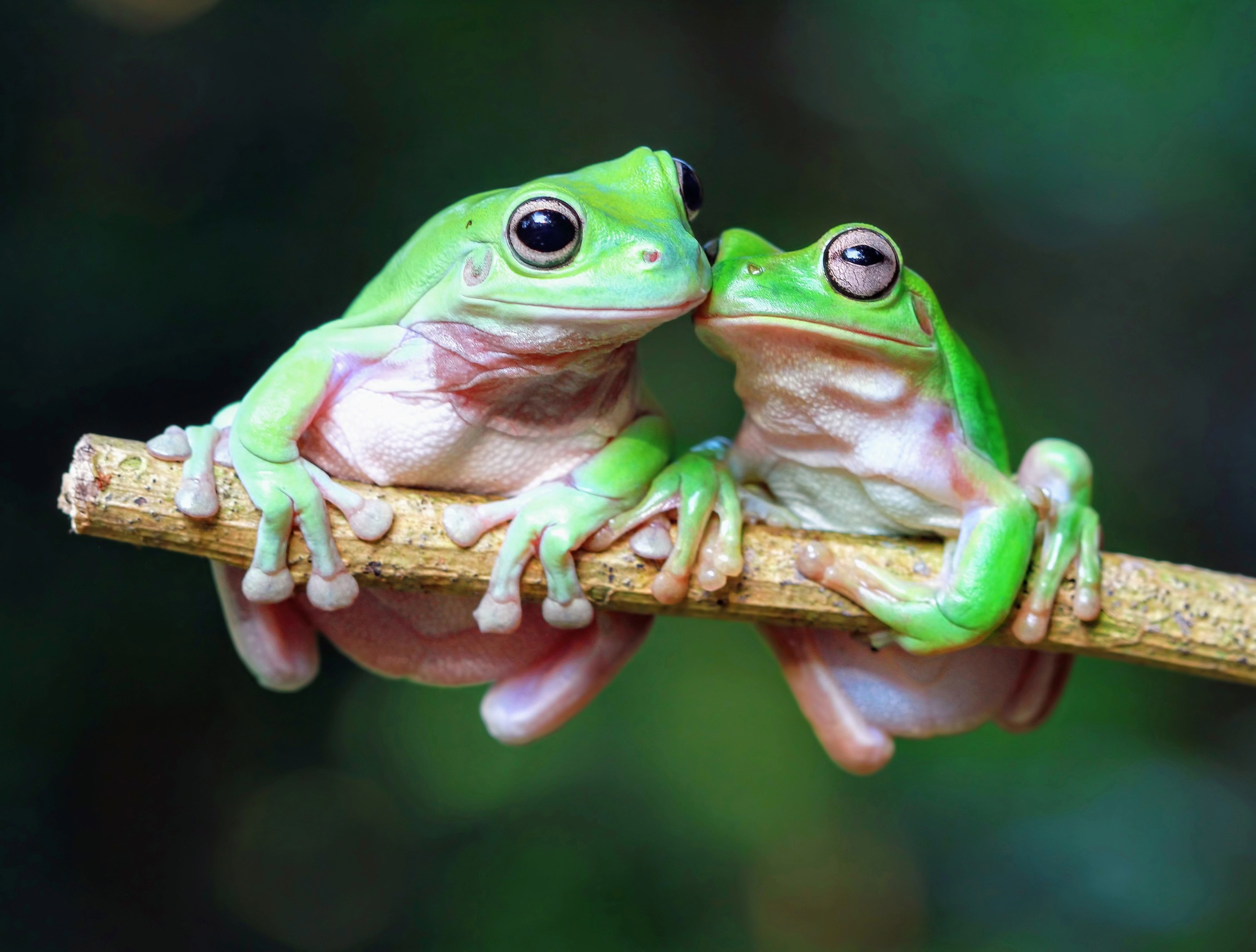 How amphibians survived Earth’s deadliest mass extinction - Earth.com