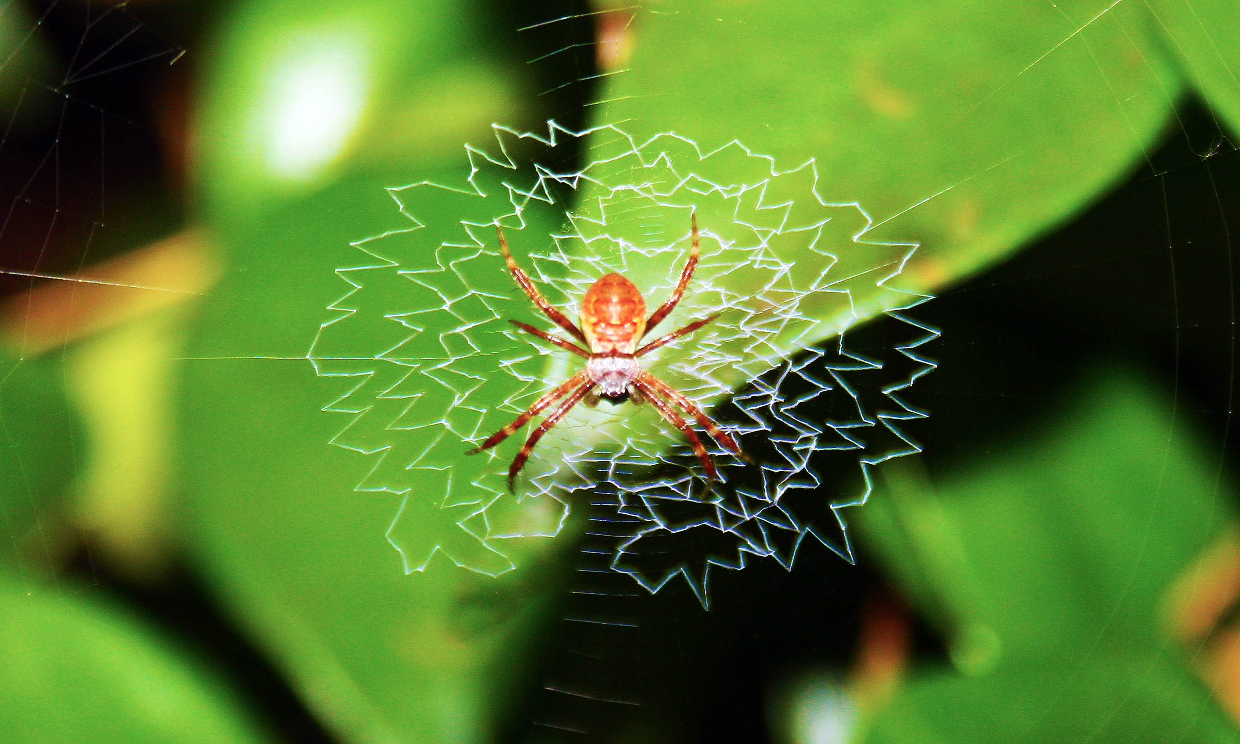 Spiders build their webs differently when the noise gets too loud ...