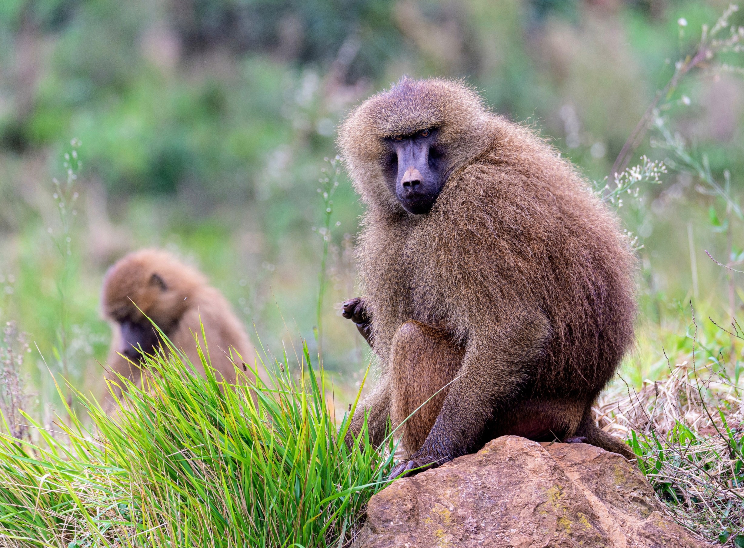 Guinea baboons prefer mates with skills - Earth.com