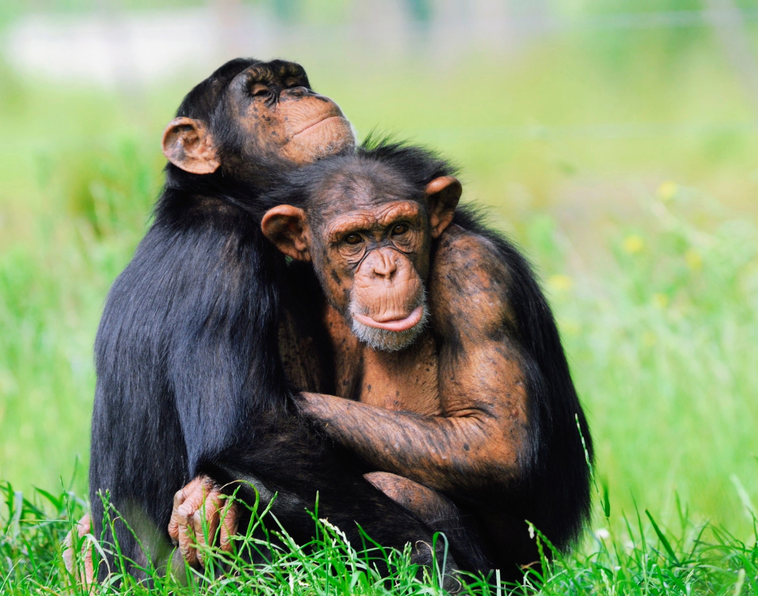 What chimp nests can tell us about early independence - Earth.com