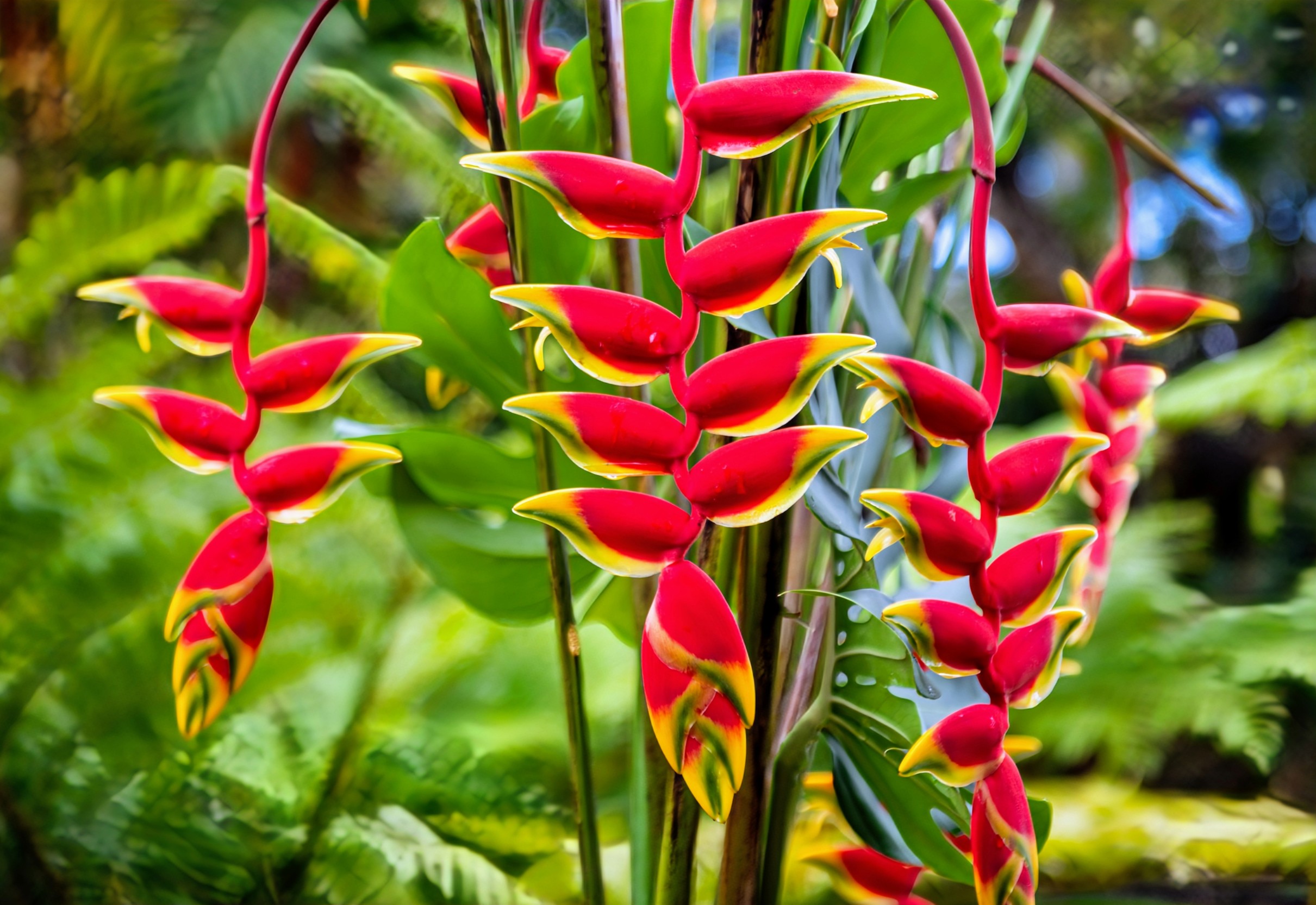 Half of the world's Heliconia species are at risk of extinction - Earth.com