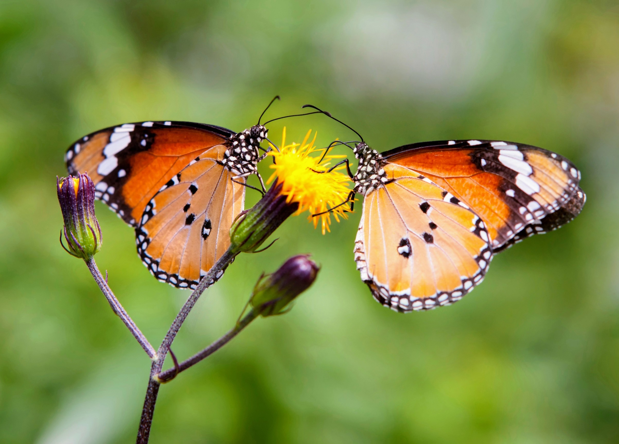 Butterfly mate preferences shift with slight brain changes - Earth.com