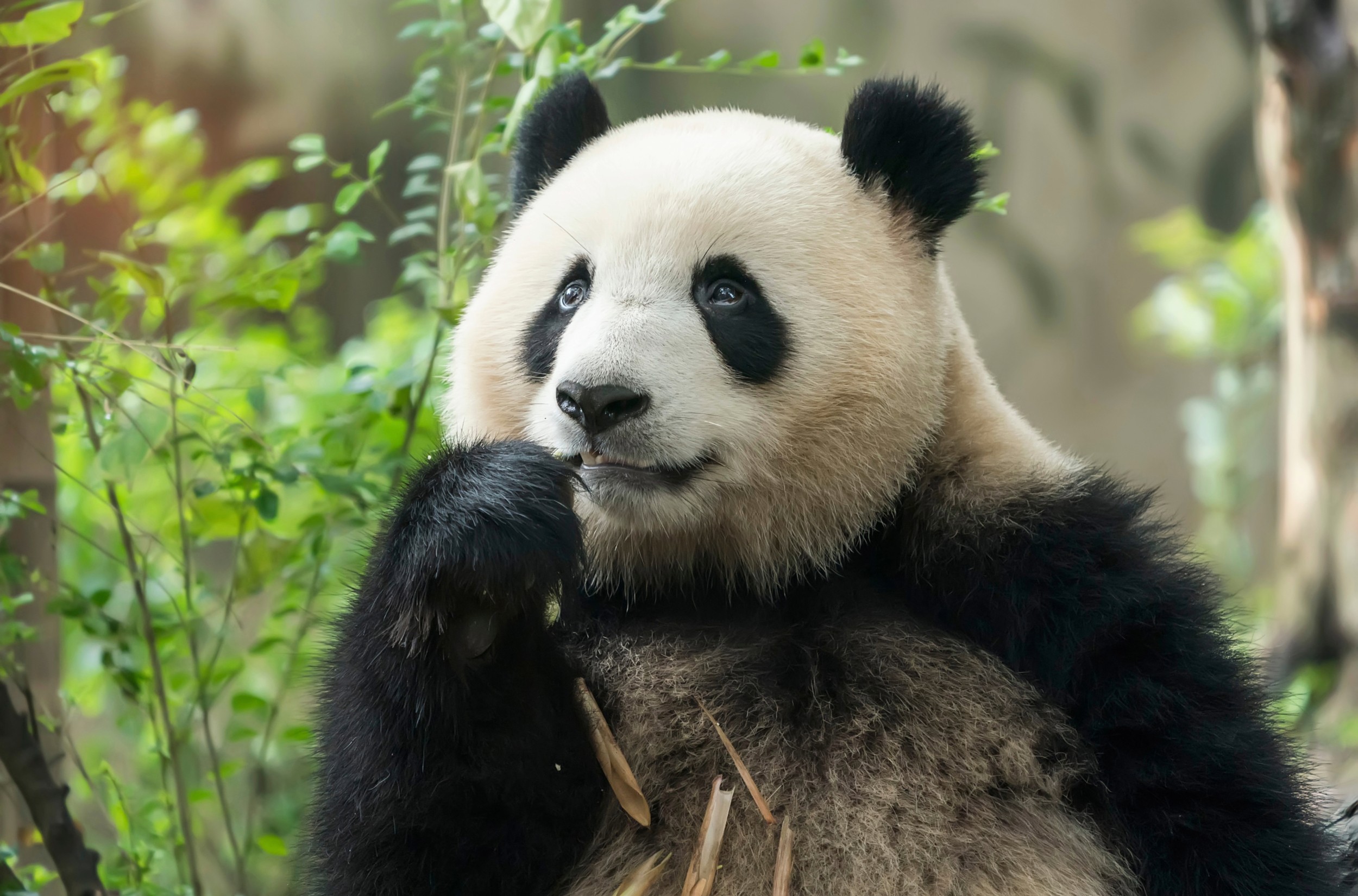 National Panda Day 2025: From the brink of extinction to hope - Earth.com
