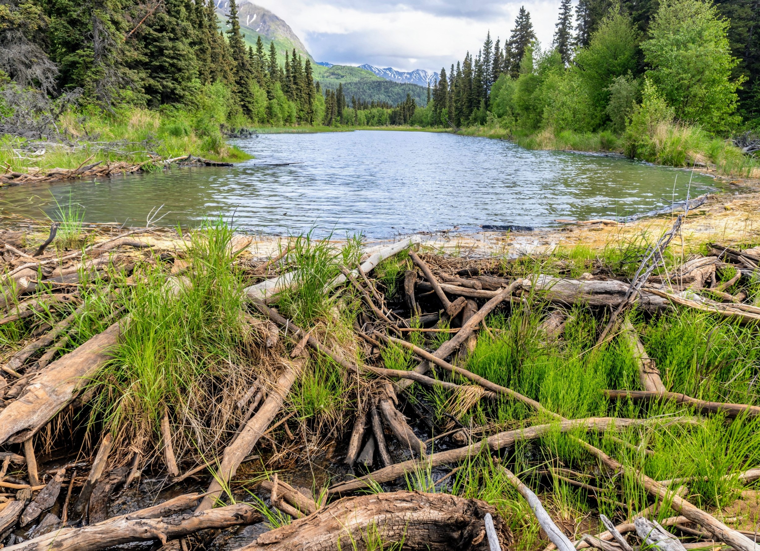 Beaver dams don't always limit fish movement - Earth.com