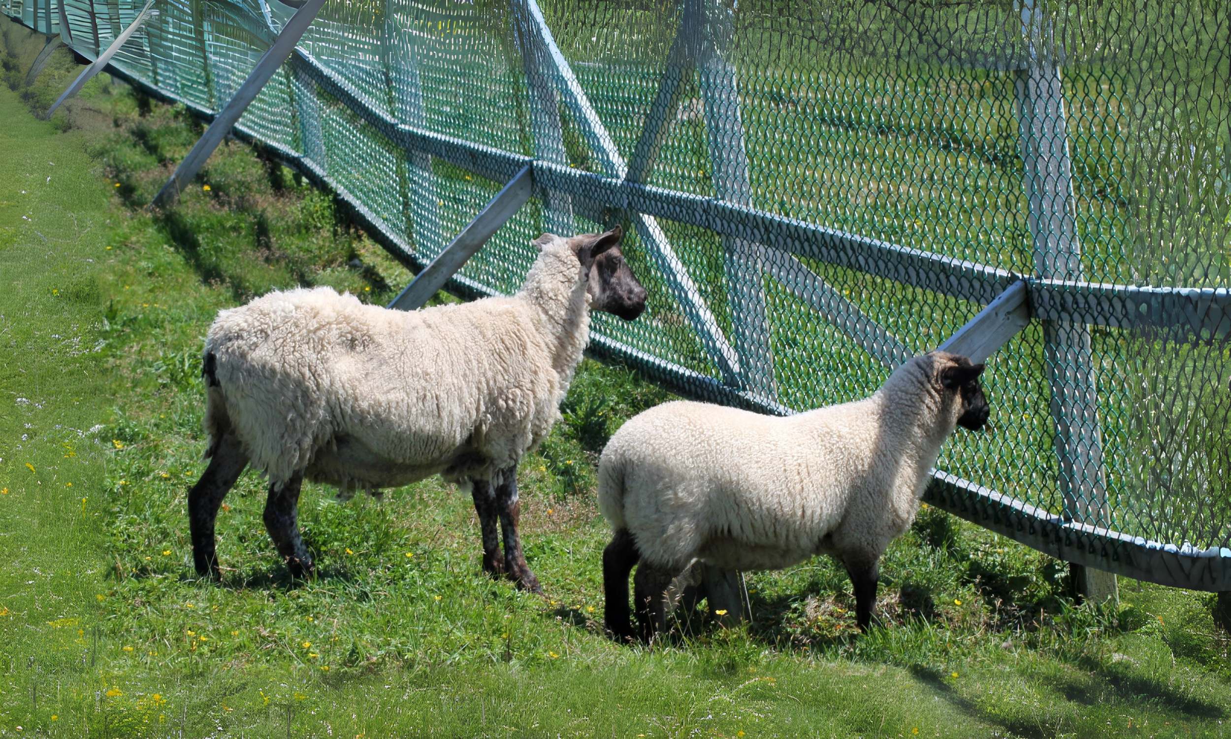 Helping predators and livestock become better neighbors - Earth.com