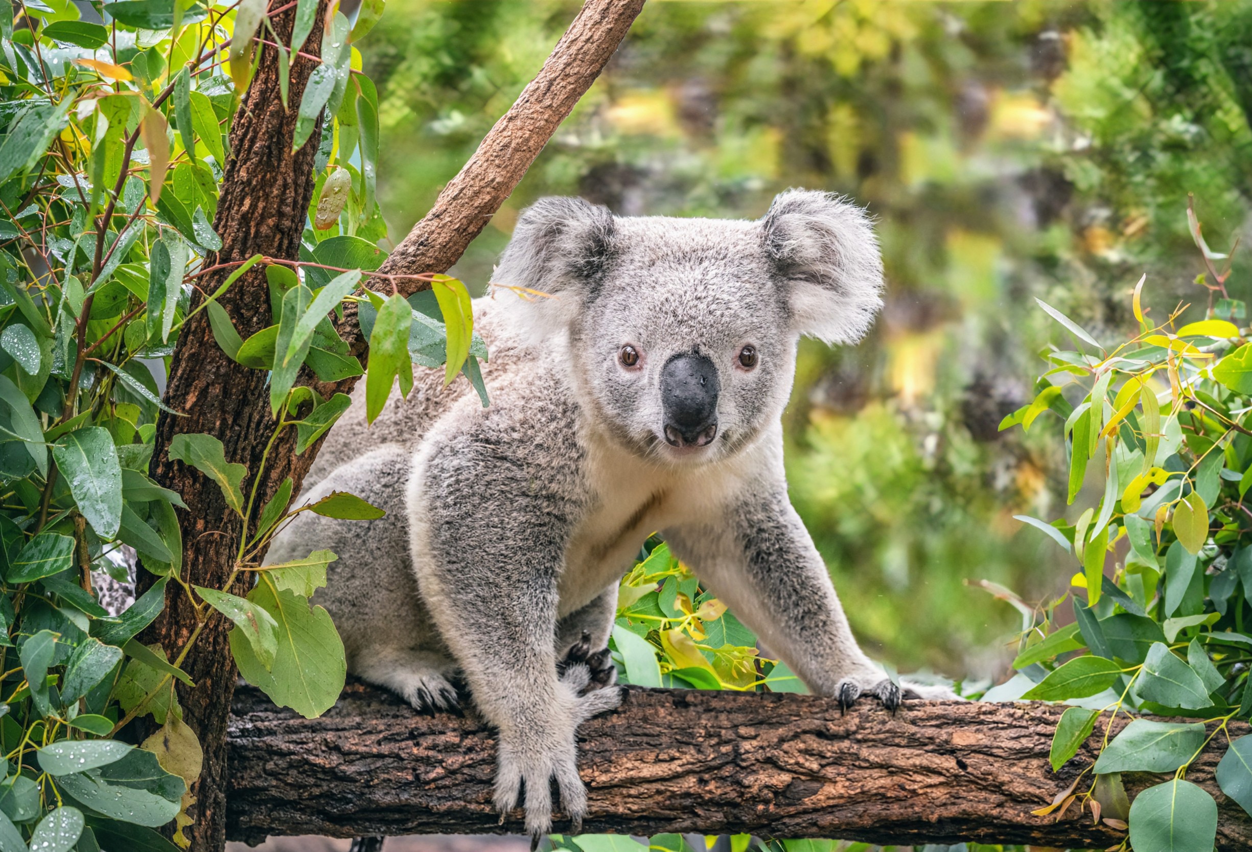 Koalas in Queensland show signs of immunity to deadly retrovirus ...