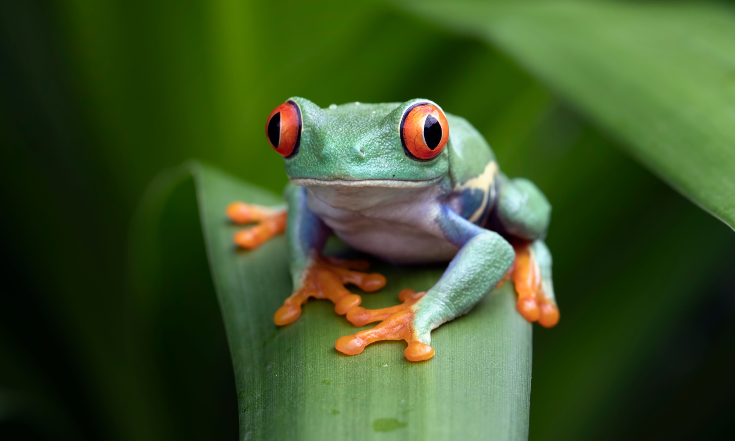 World Frog Day 2025: Protecting nature’s tiny guardians - Earth.com