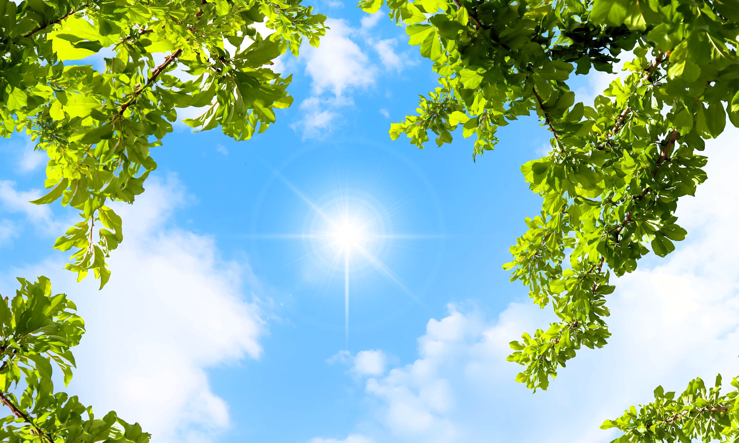 How changing skies alter plant growth patterns - Earth.com