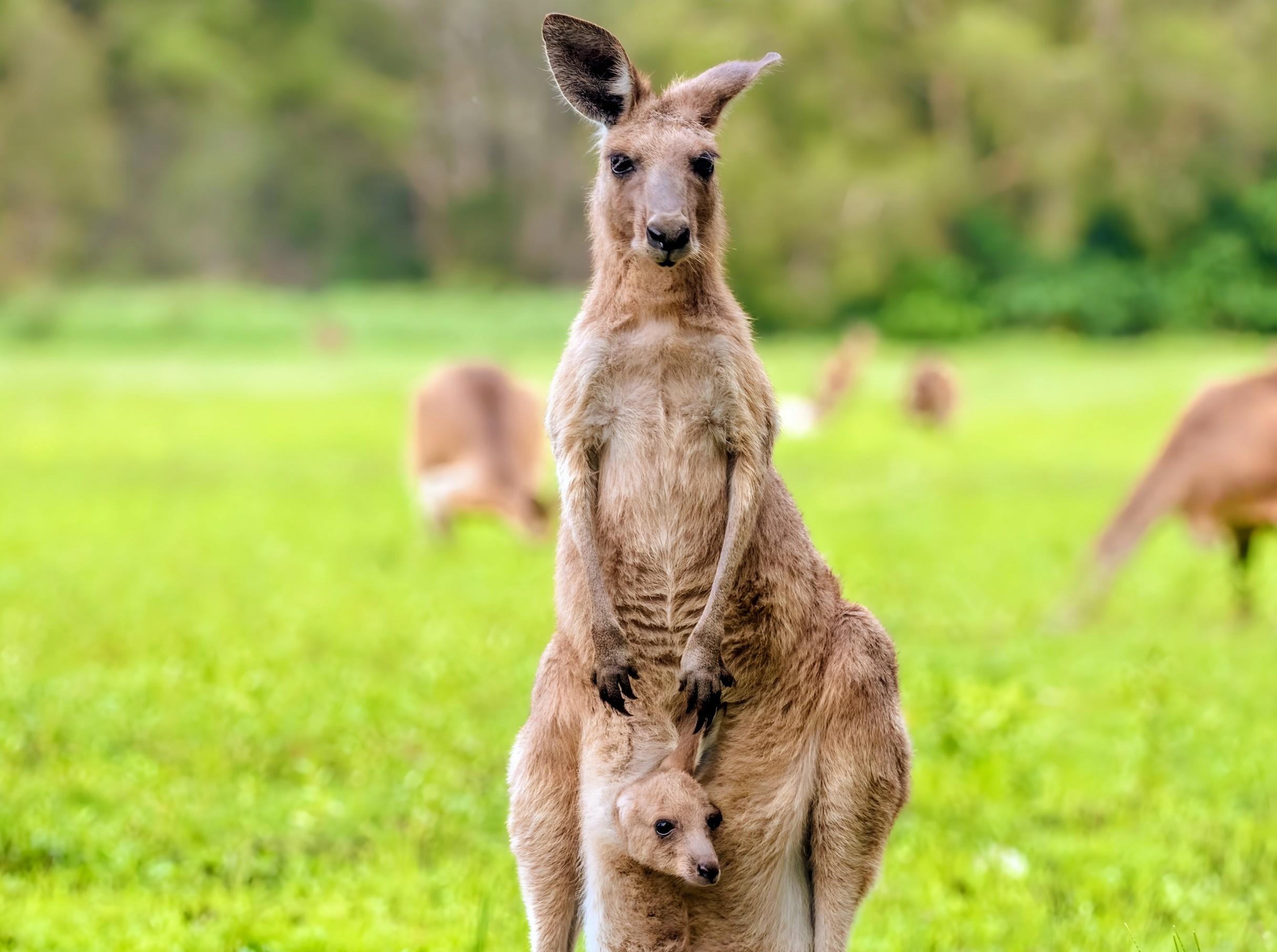 How did the kangaroo learn to hop? - Earth.com