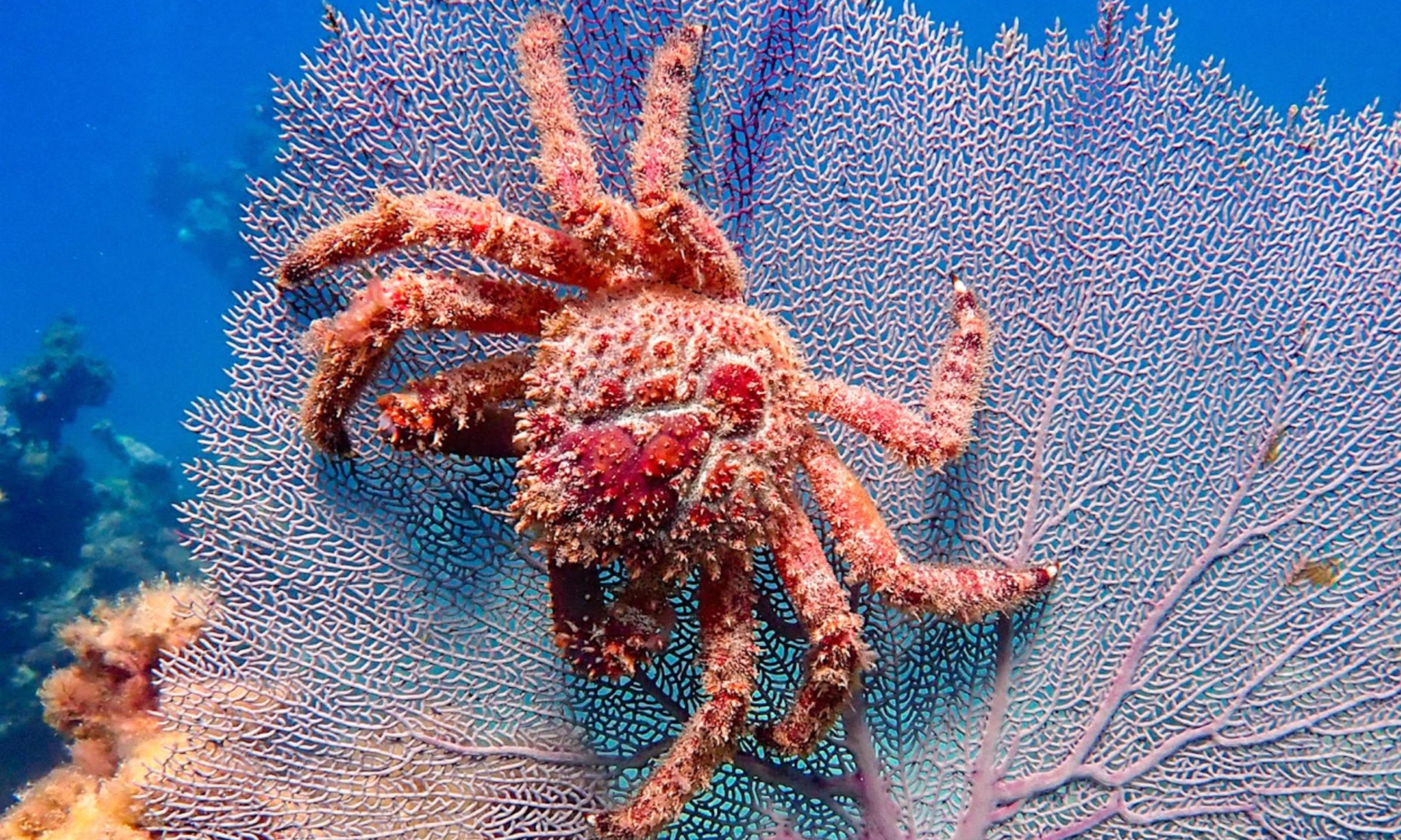 Tiny crabs protect reefs by eating baby crown-of-thorns starfish ...