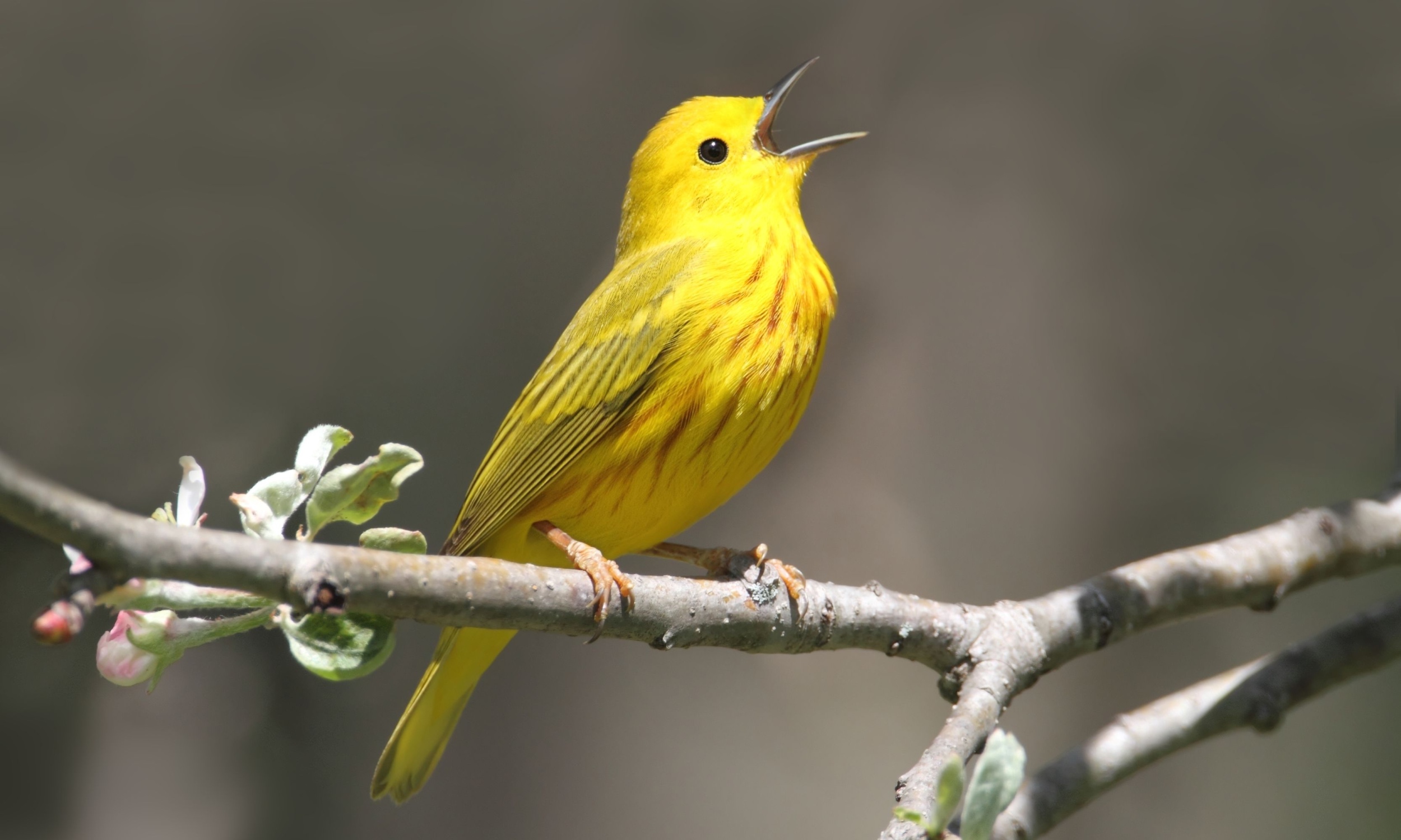 Some birds get 'road rage' when exposed to traffic noise - Earth.com