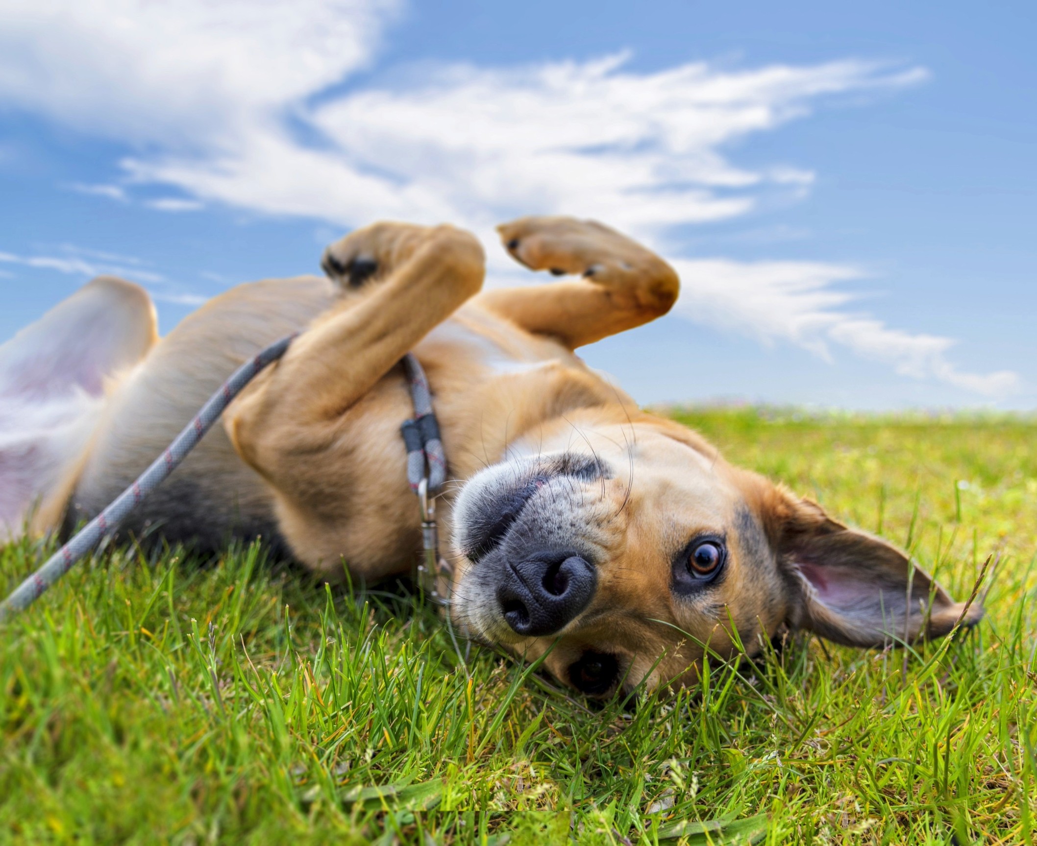 Want to know how your dog is feeling? Learn their body language - Earth.com