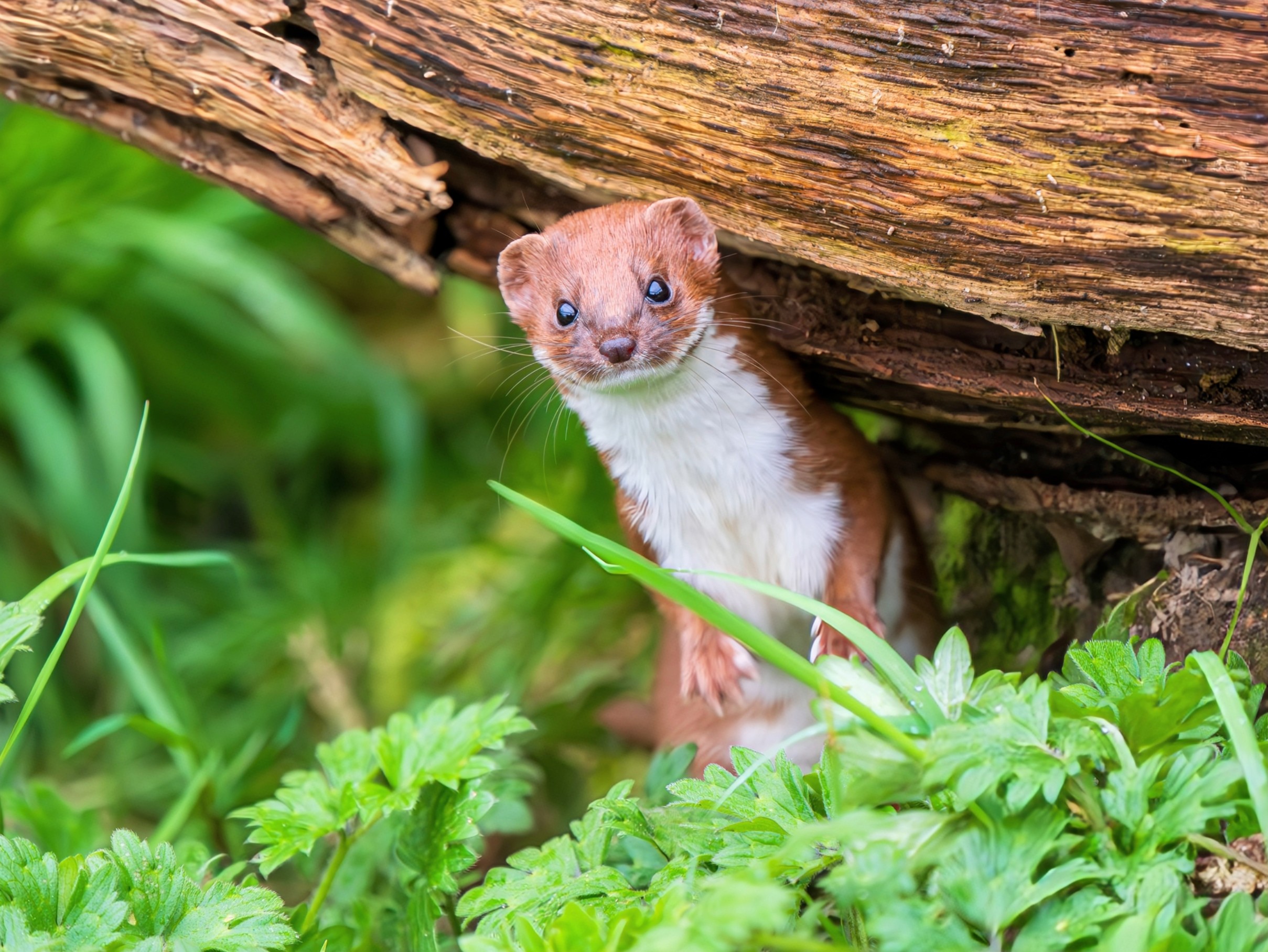 Weasel Habitat