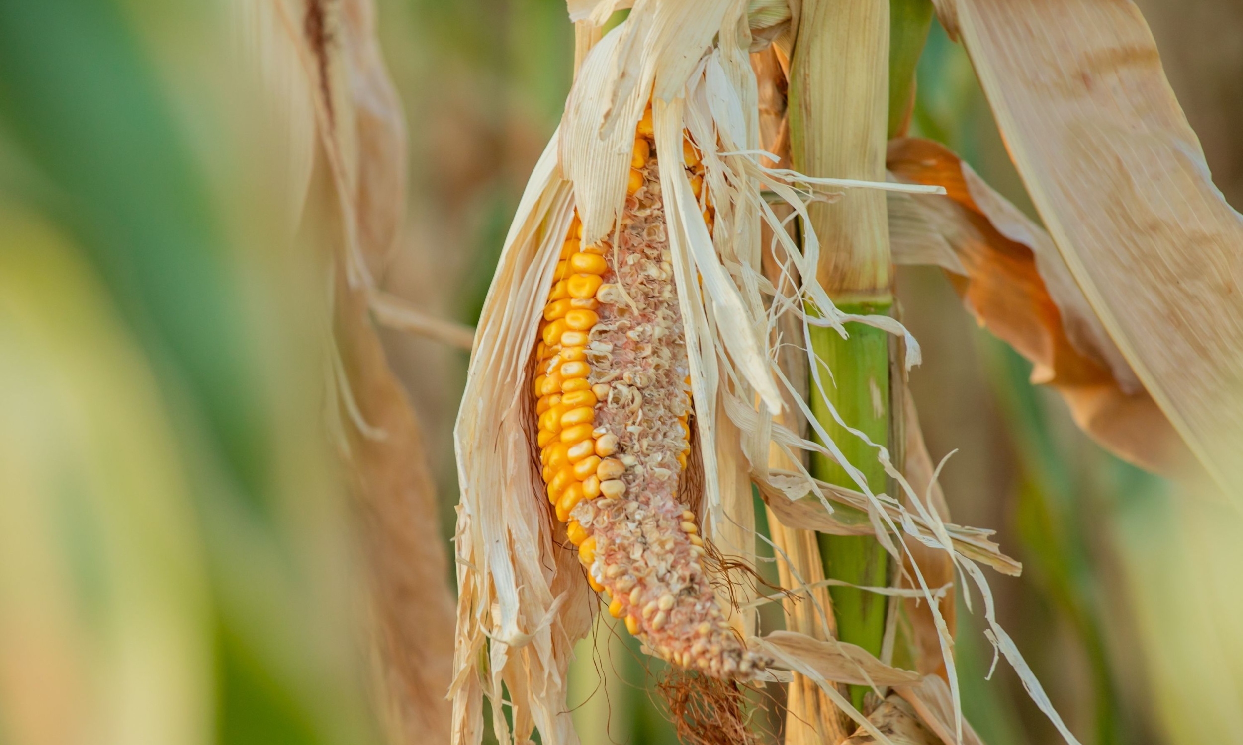 Vicious cycle: Food systems both suffer from and cause emissions ...