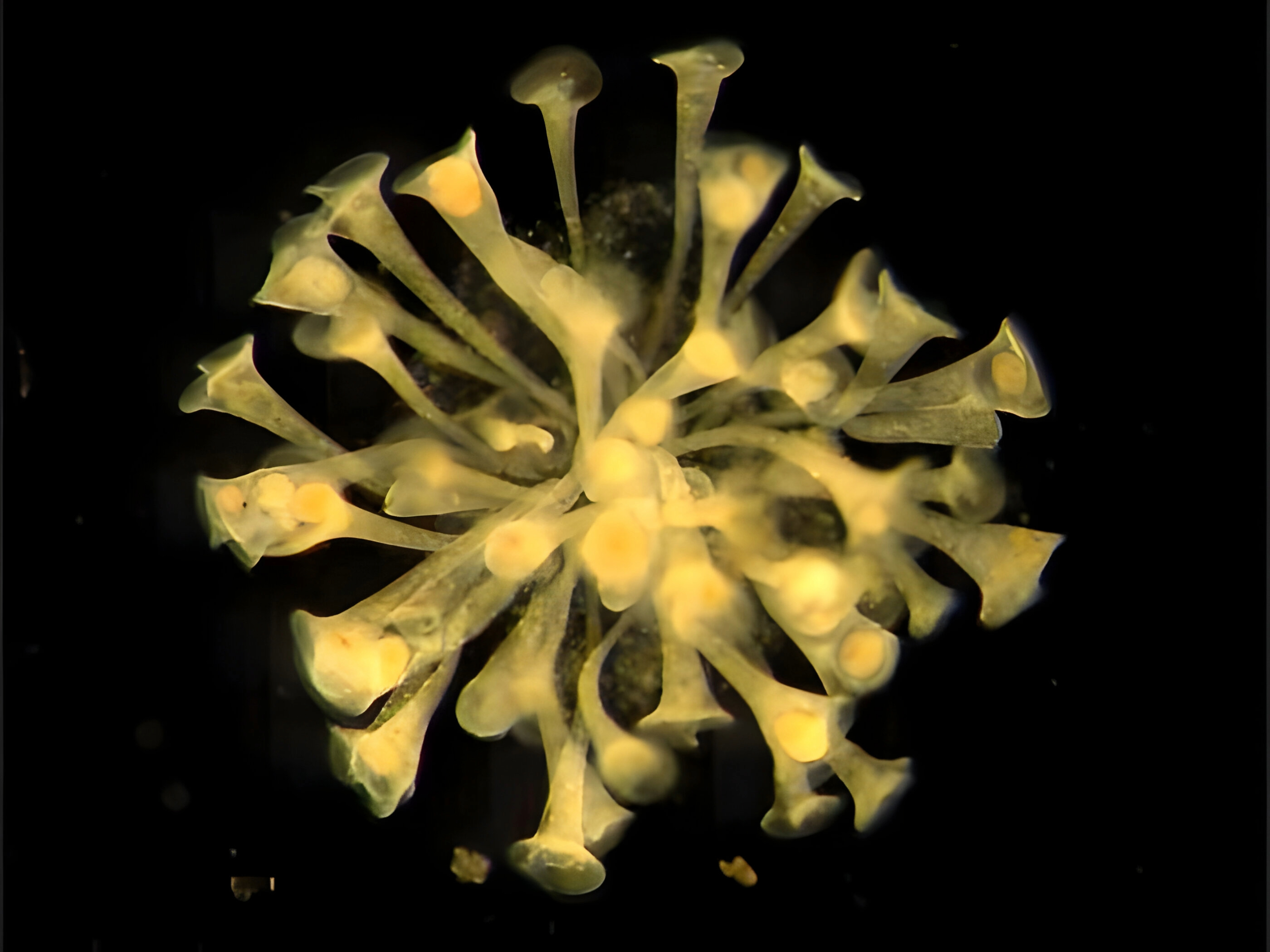 From single cells to complex life: Was cooperation the first step ...