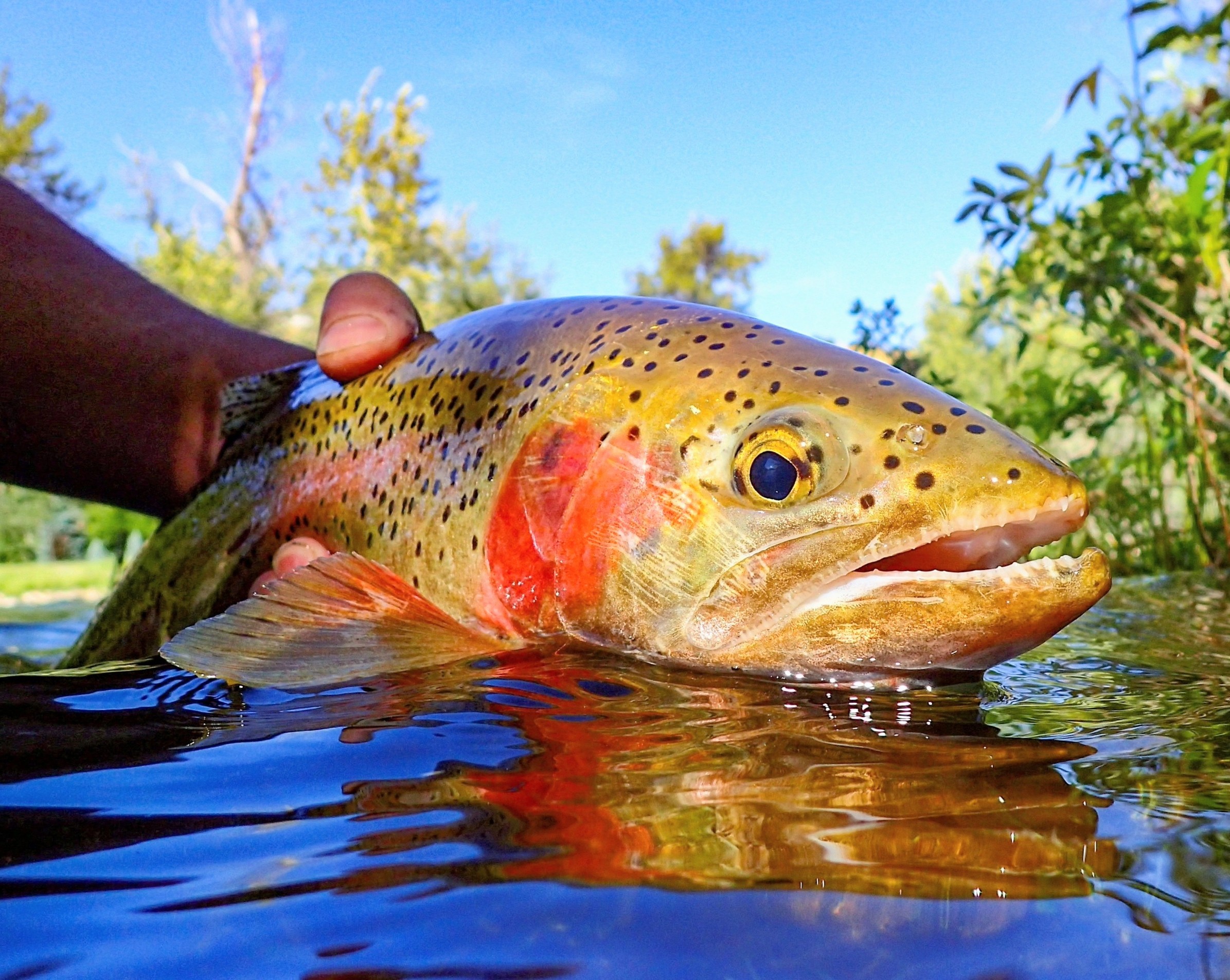 Native fish species are facing 'double trouble' - Earth.com