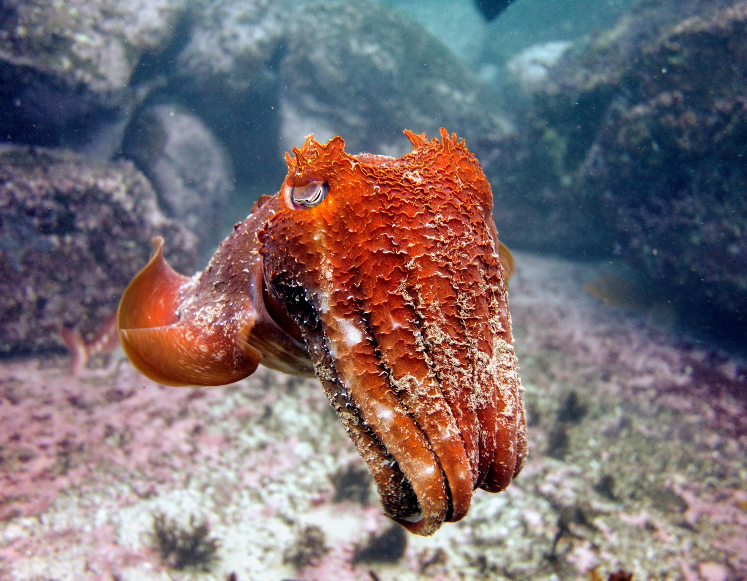 Cuttlefish use camouflage to stalk unsuspecting crabs - Earth.com