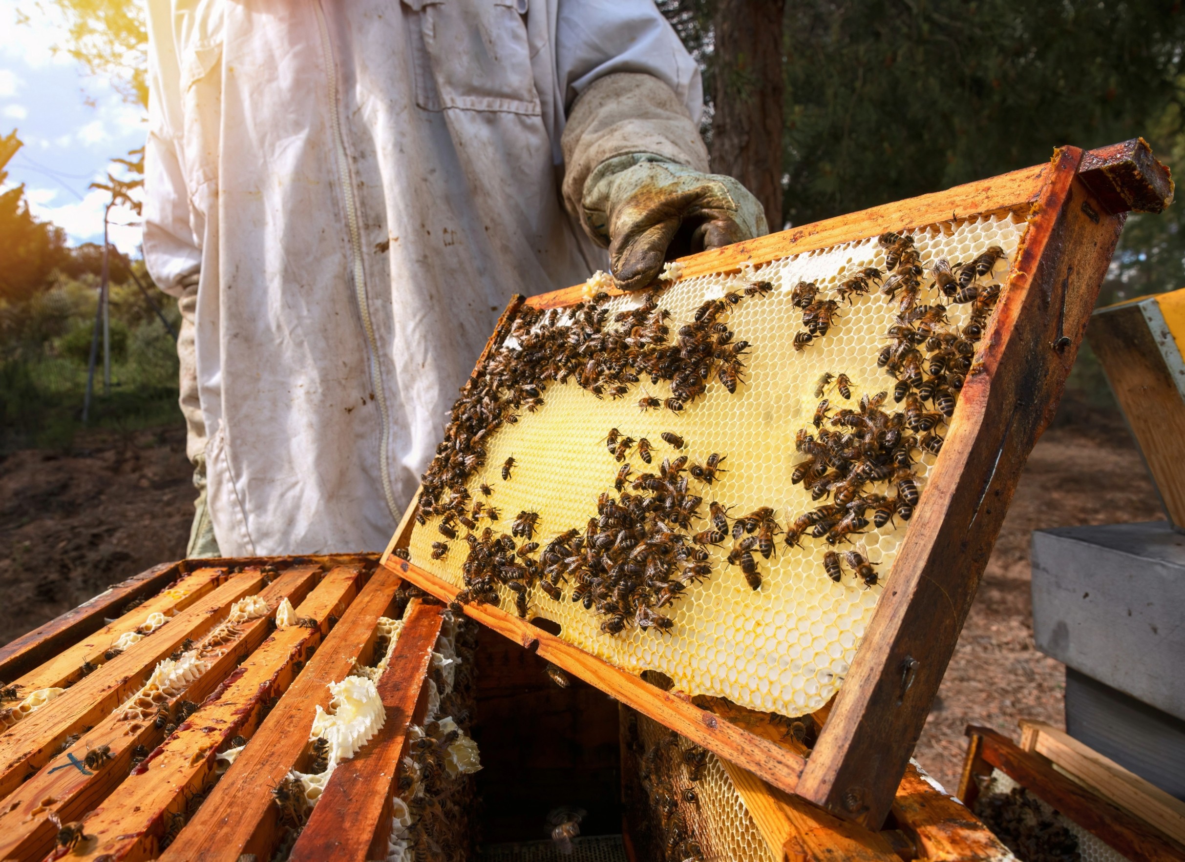 Scientists develop a better test to fight bee colony collapse - Earth.com