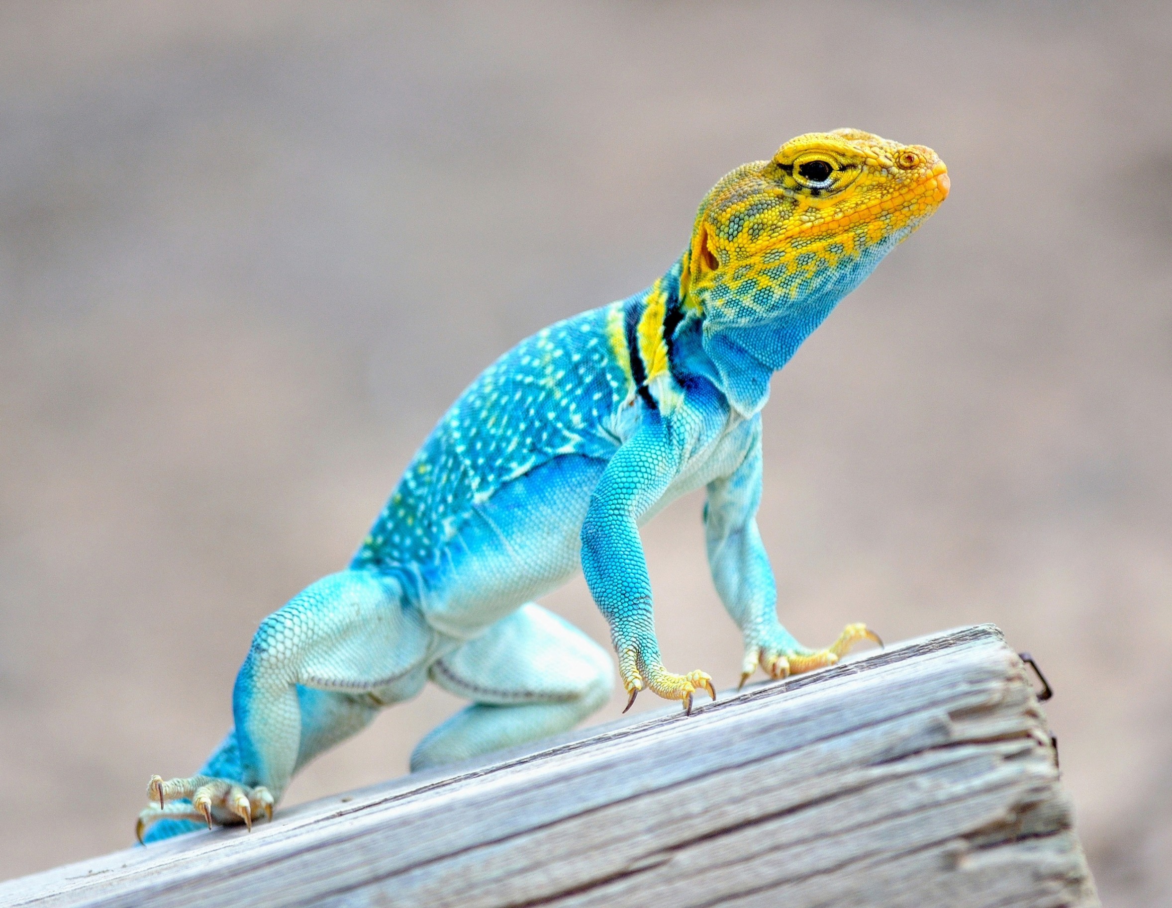 Why reptiles are more colorful in open habitats - Earth.com