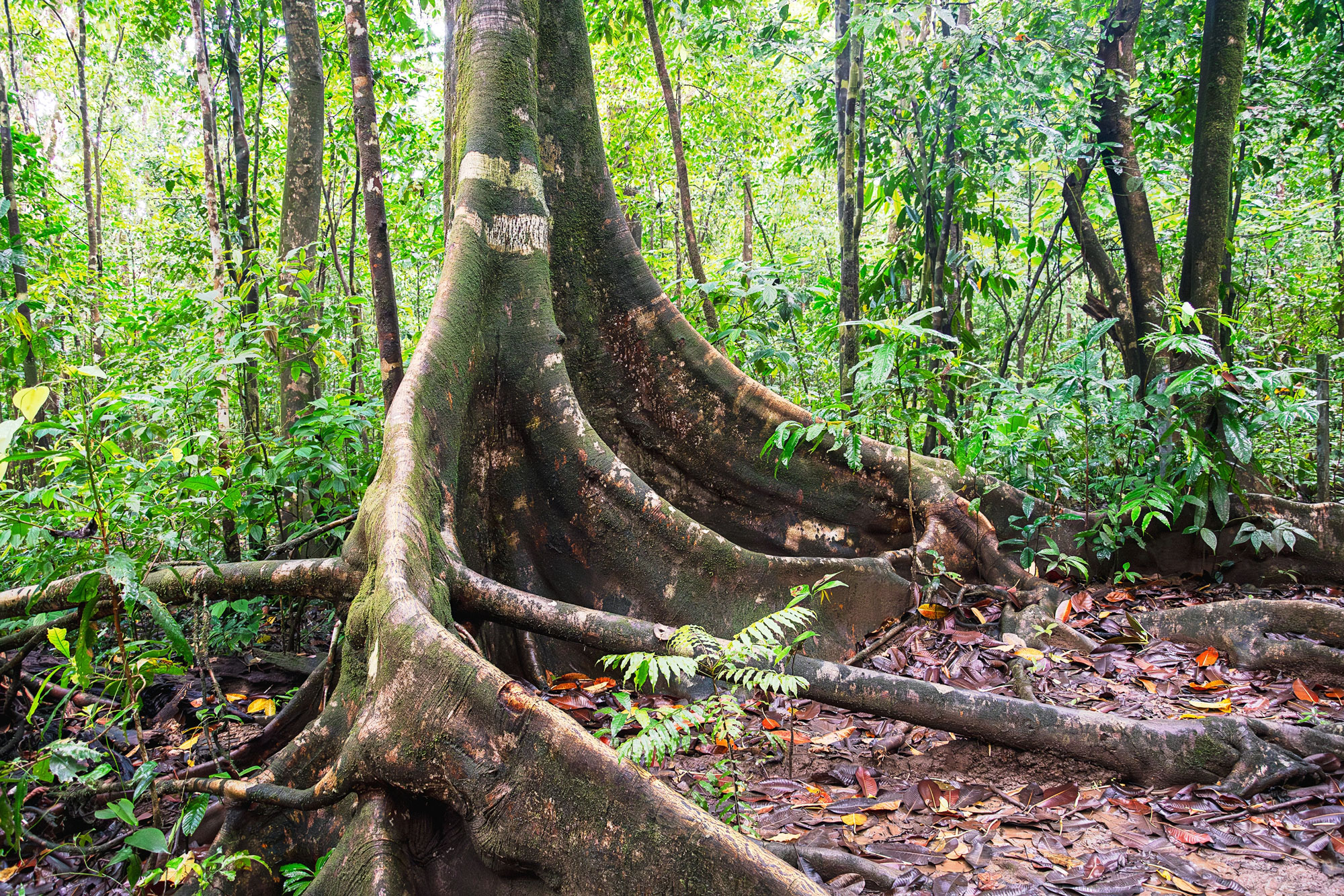 Mercury pollution in the Amazon is recorded in tree rings - Earth.com