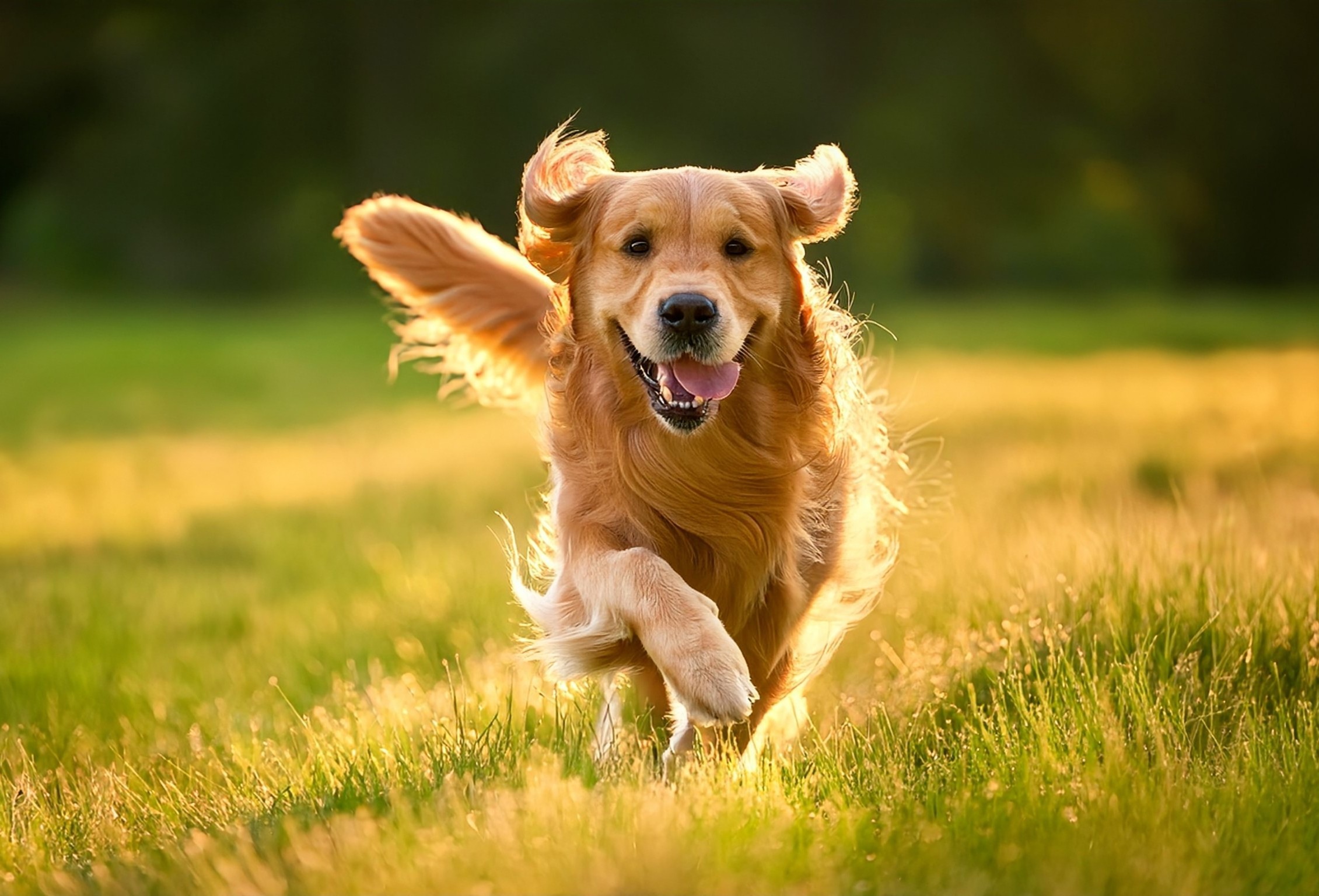 Optimistic dogs excel in scent detection - Earth.com