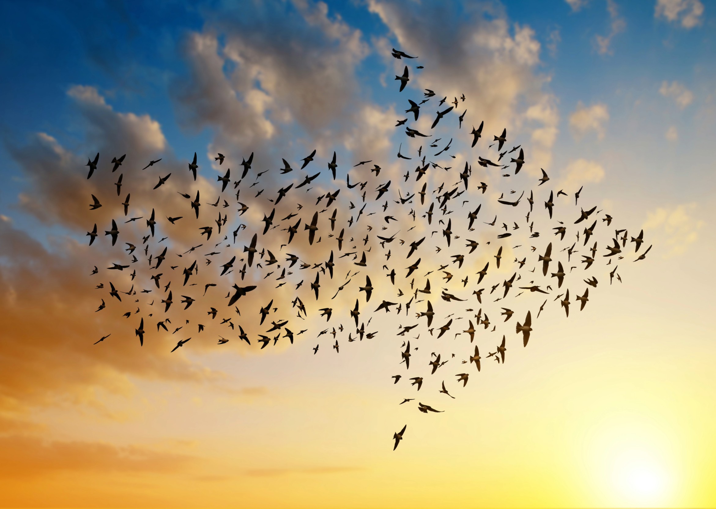Animal movement predictions matter more than ever - Earth.com